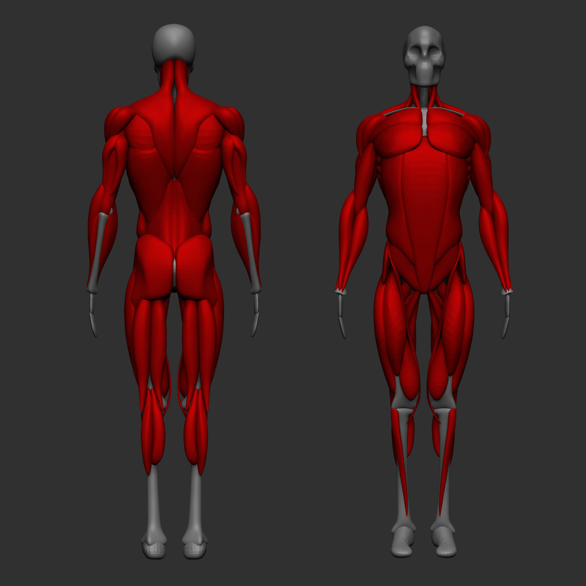 ArtStation - Muscle anatomy study