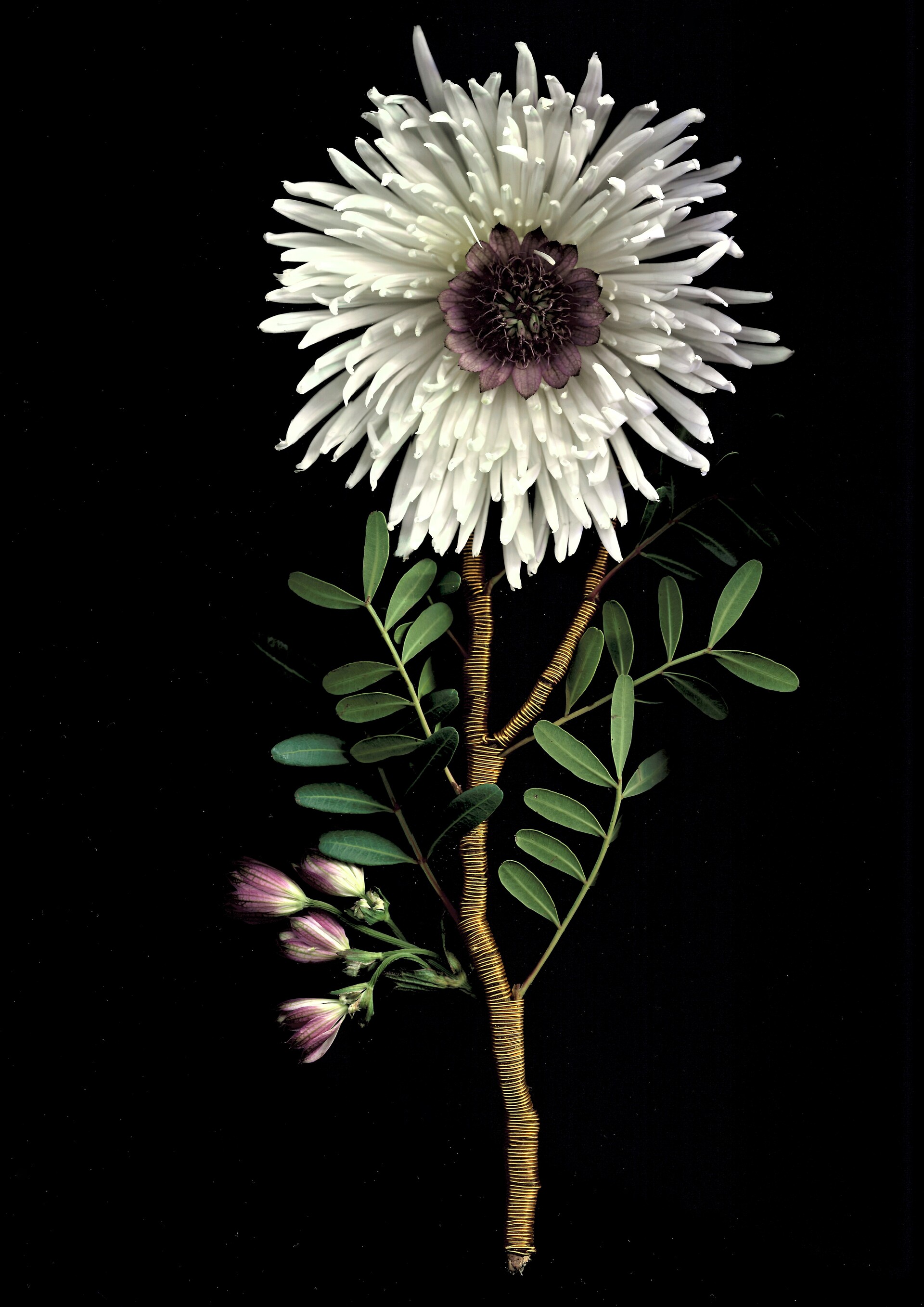 ArtStation - Cameraless Flower Studies