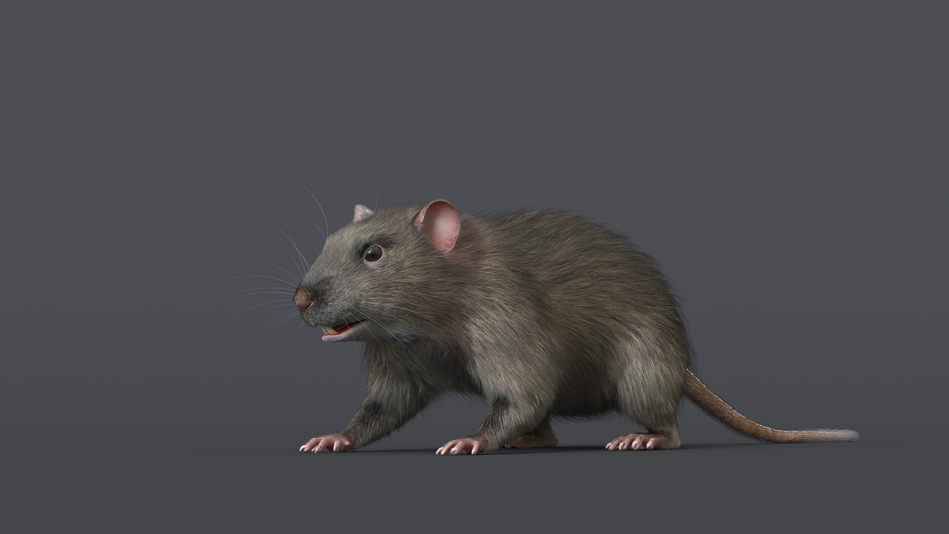 ArtStation - Archie the rat