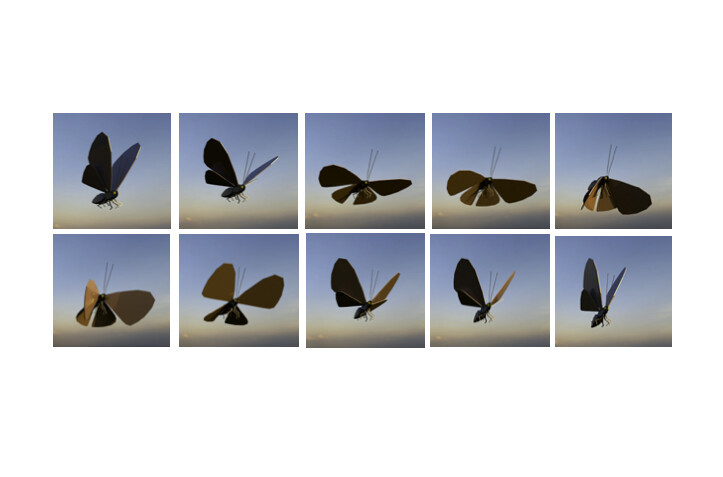 butterfly flying animation reference