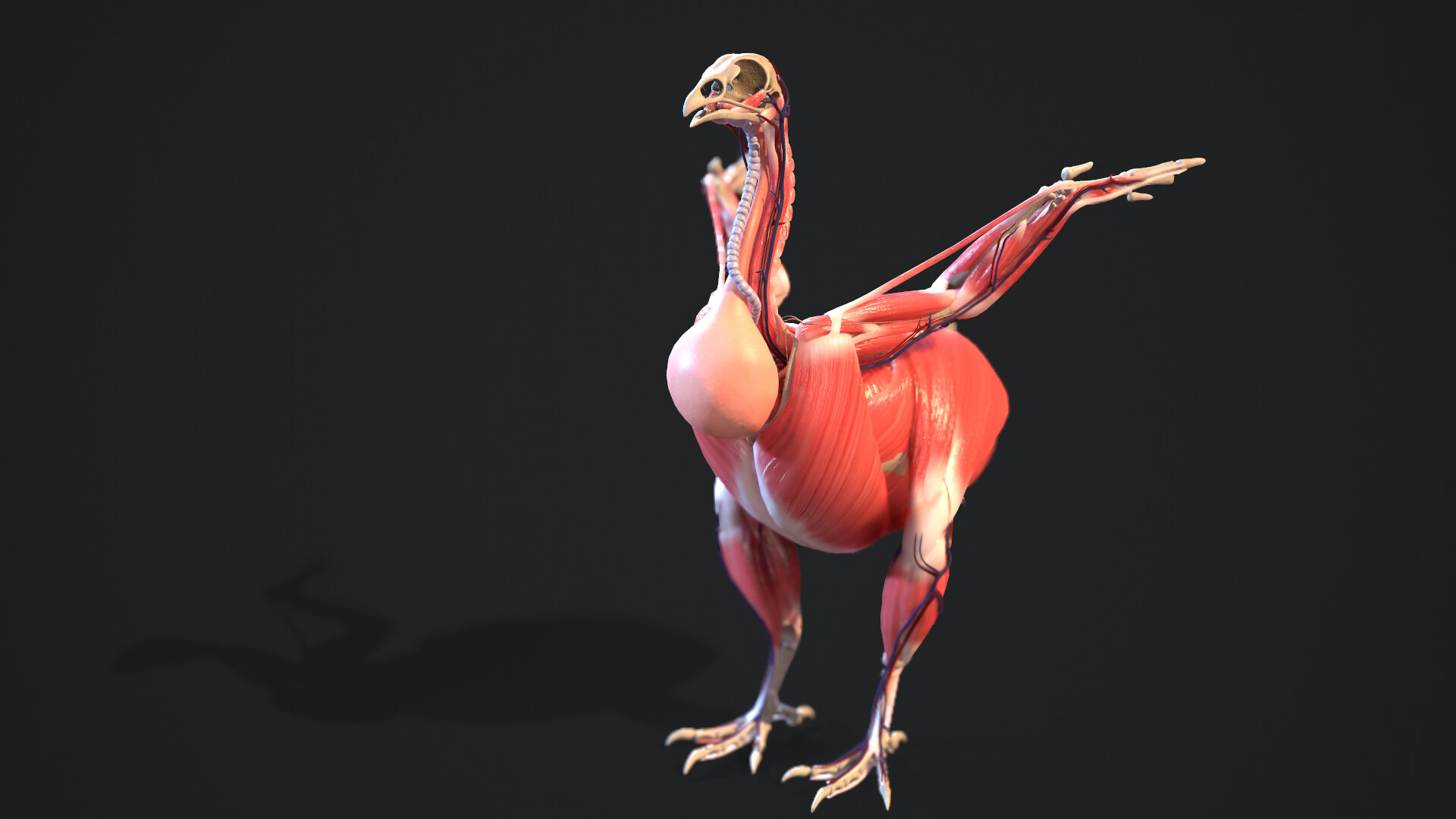 Sergey Egelsky - Chicken anatomy