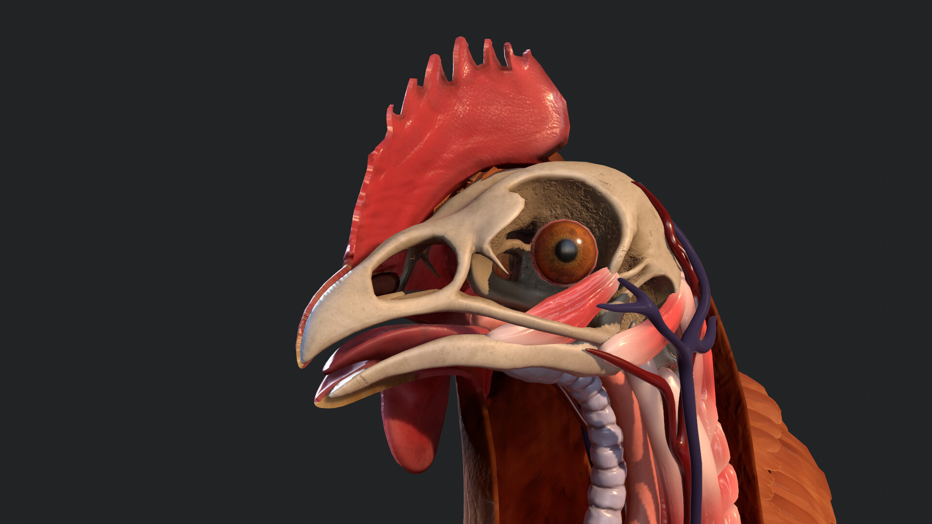 hen head anatomy