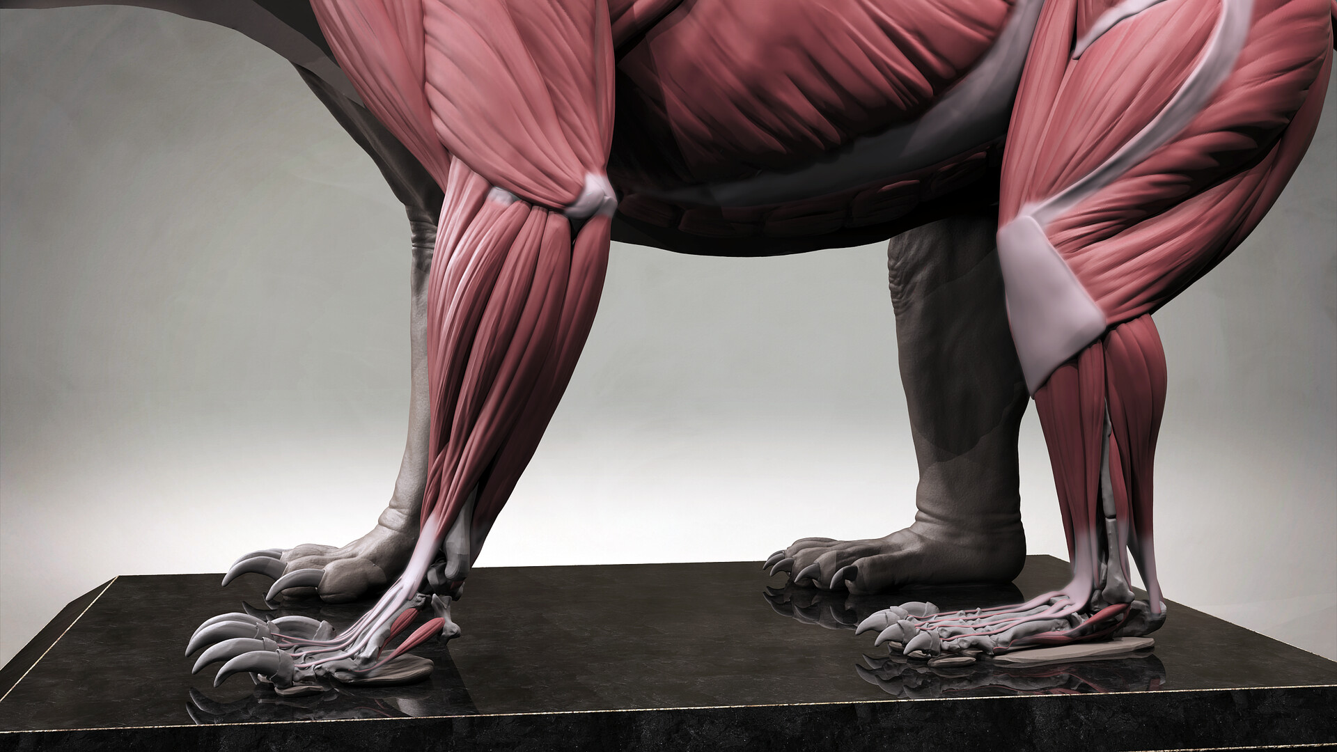 Stan Kolev - Grizzly Bear Anatomy, Ursus arctos horribilis