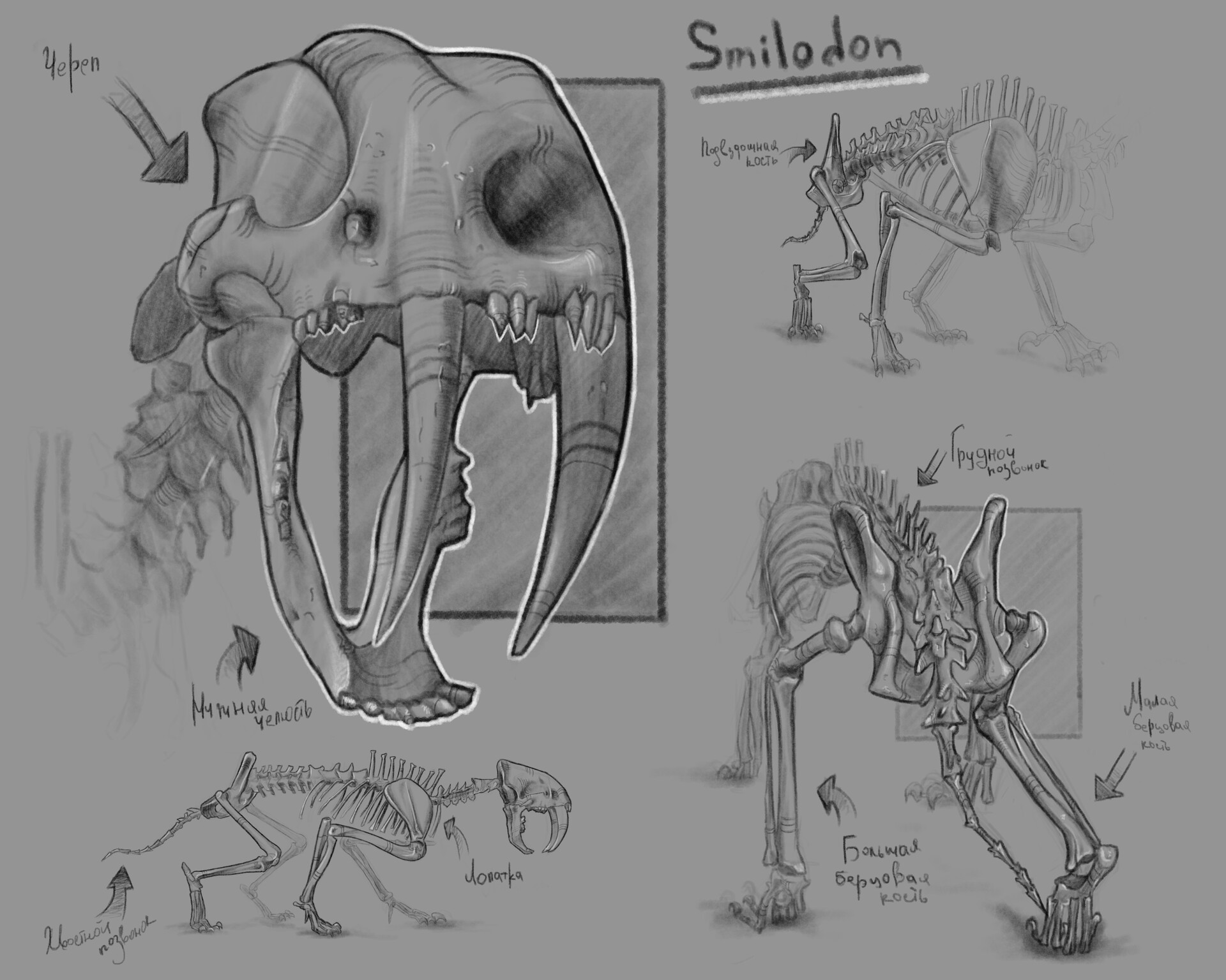 ArtStation - Smilodon