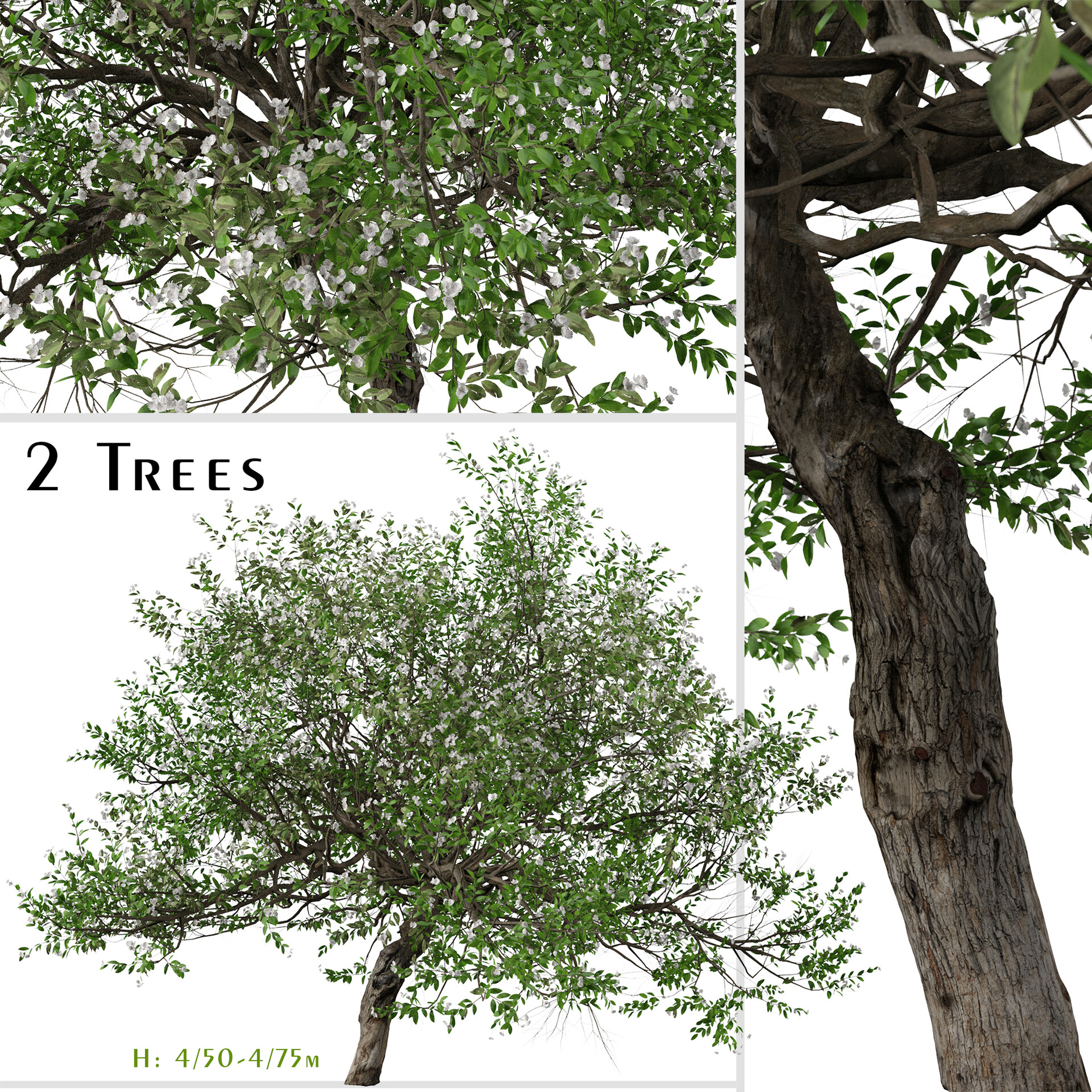 ArtStation - Set of Evergreen pear Tree (Pyrus kawakamii) (2 Trees)