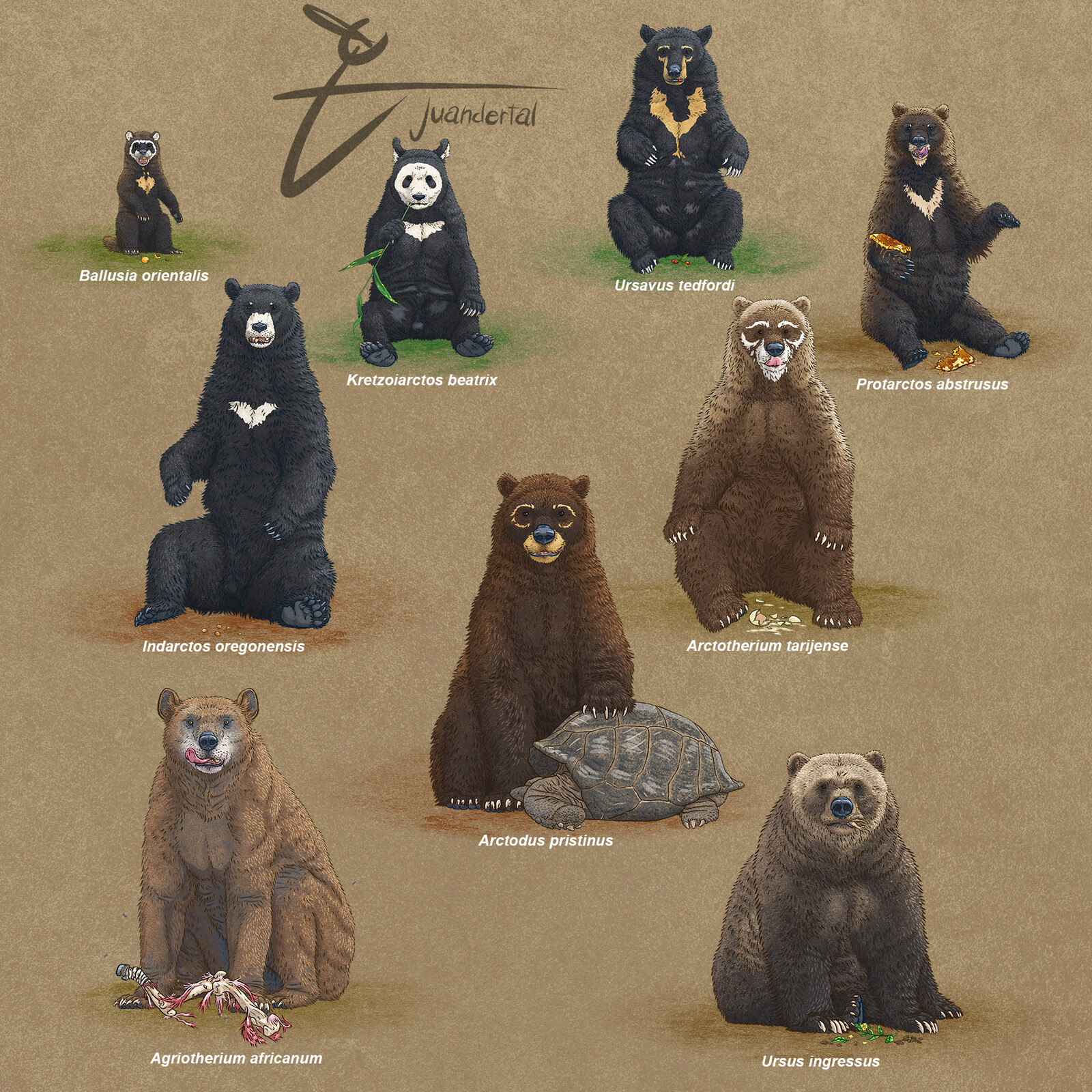 Juandertal - Bears, extinct