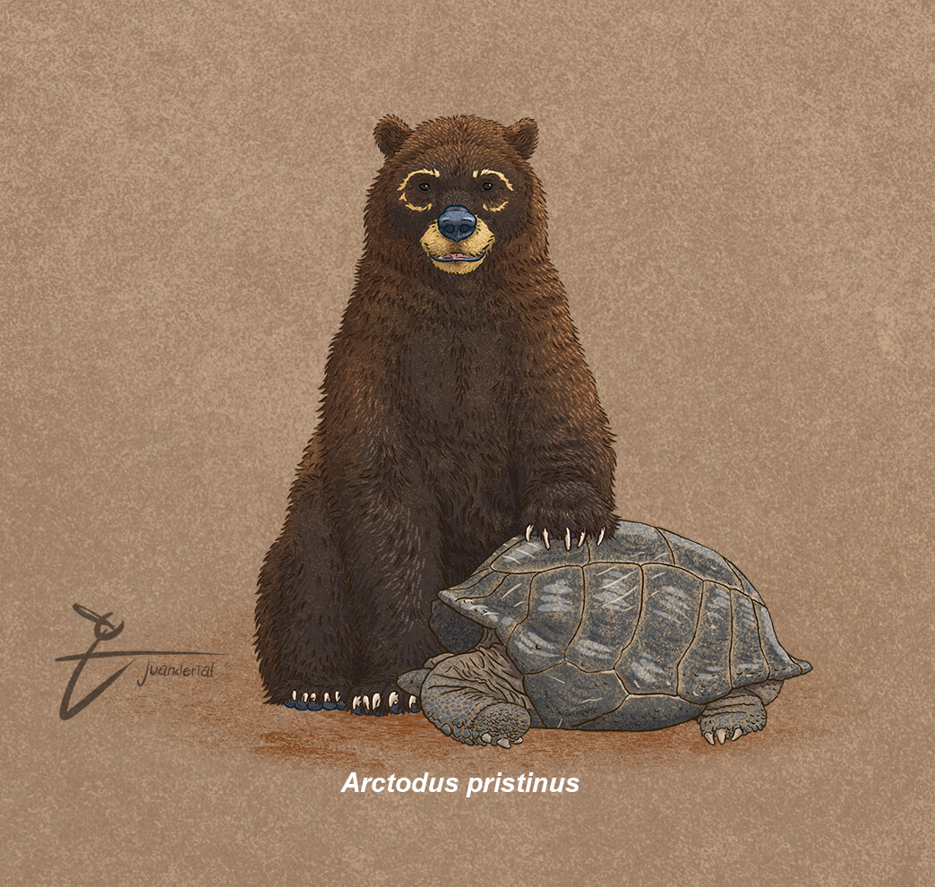 Arctodus pristinus, the ancestor of the later Arctodus simus by ...