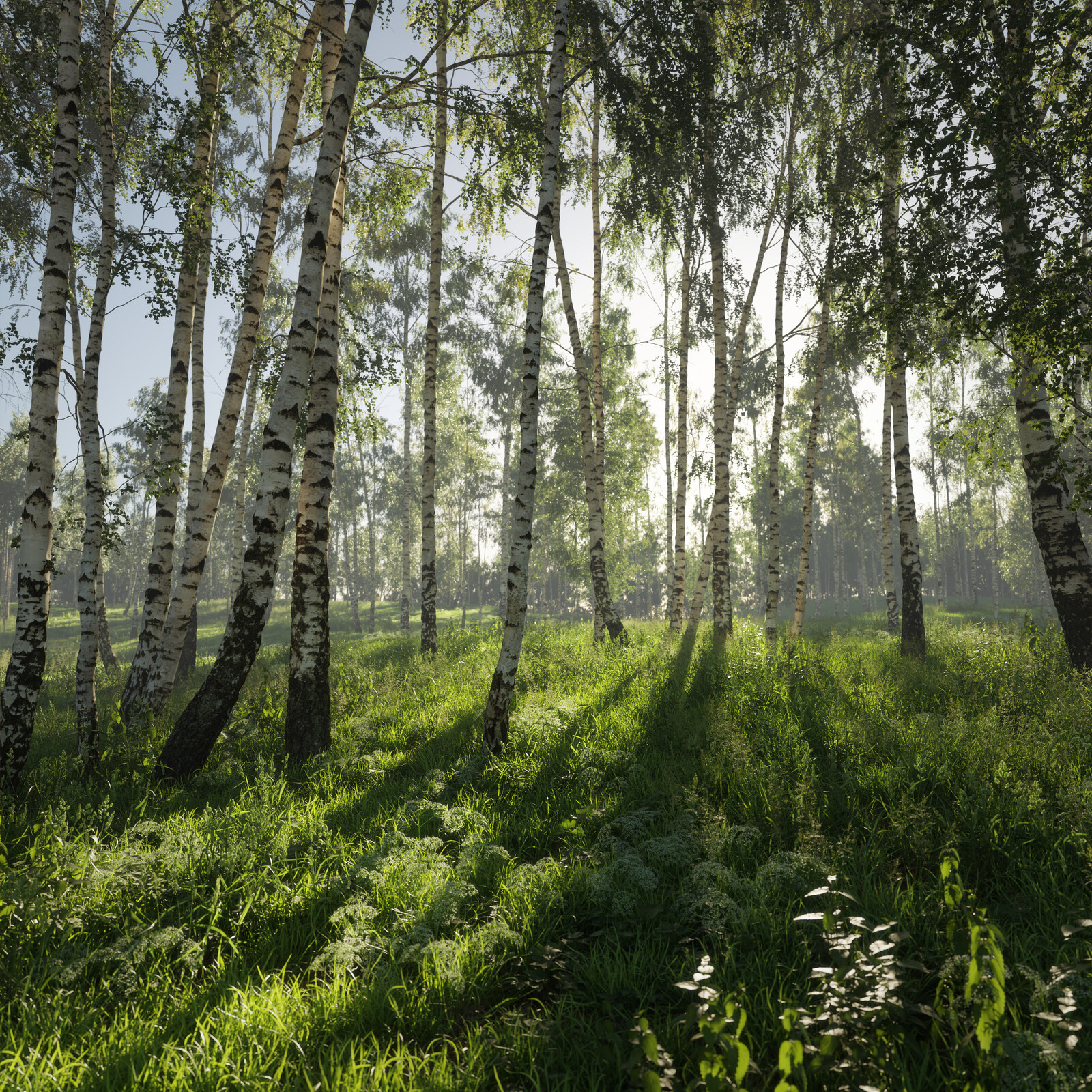 Covingsworth ‏‏‎ - Birch Forest
