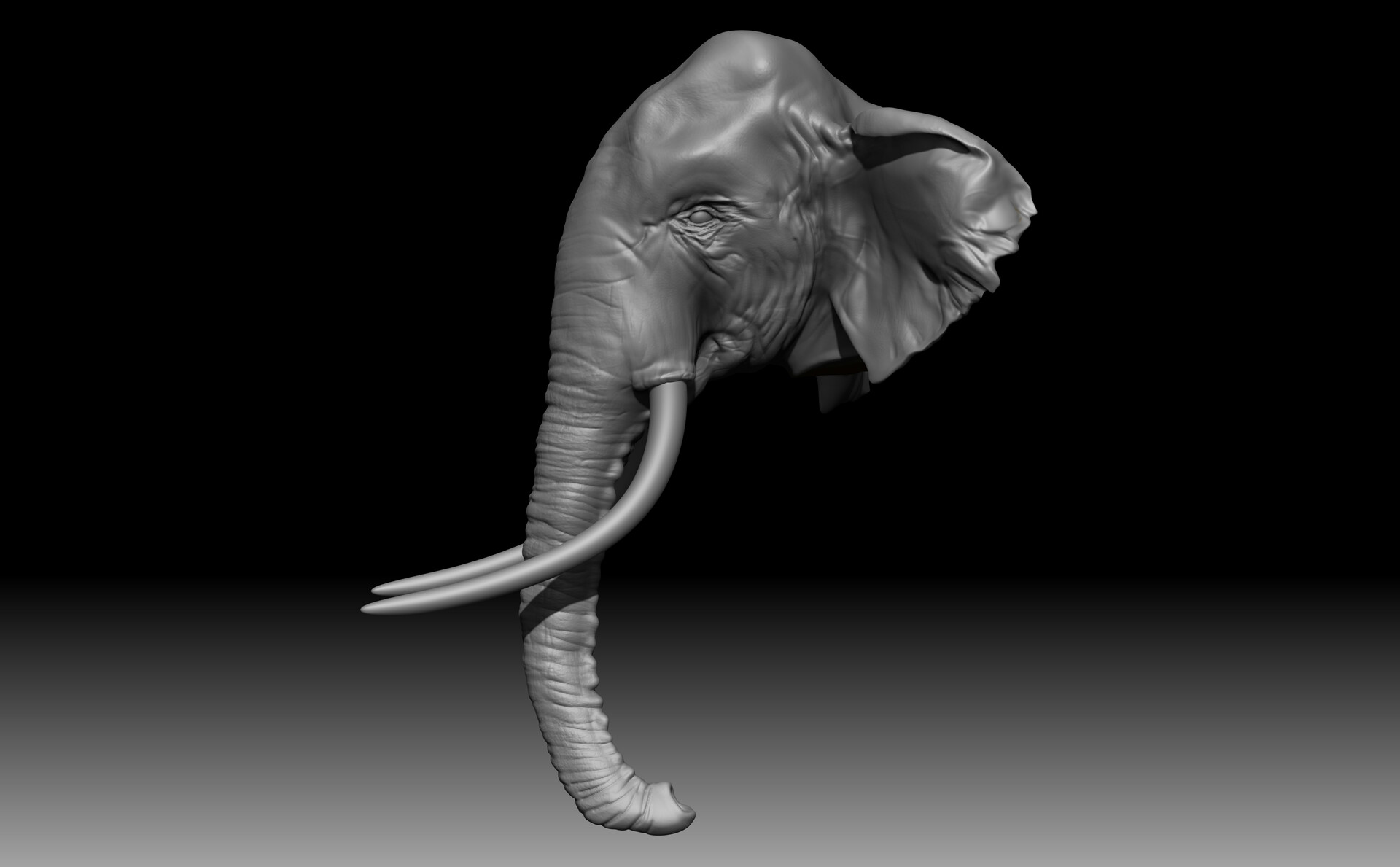 ArtStation - Elephant head study
