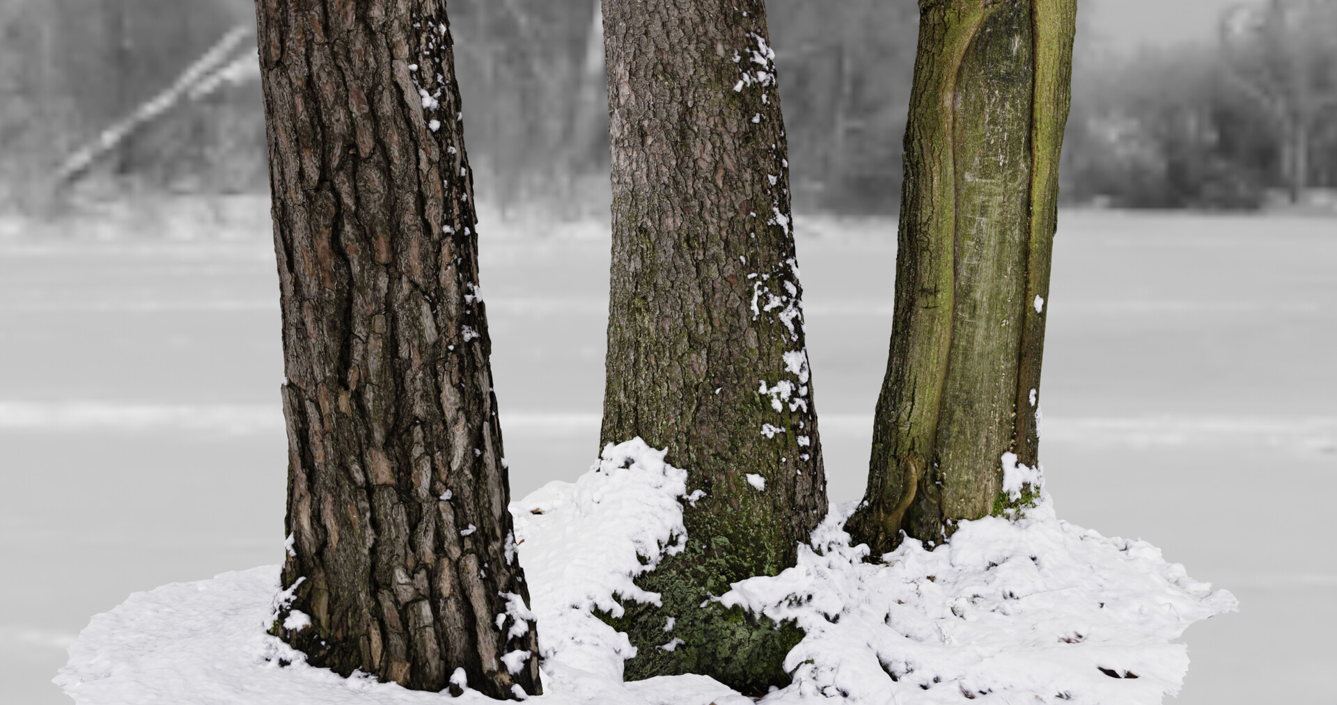 ArtStation - Winter Forest Trees and Surfaces Photogrammetry