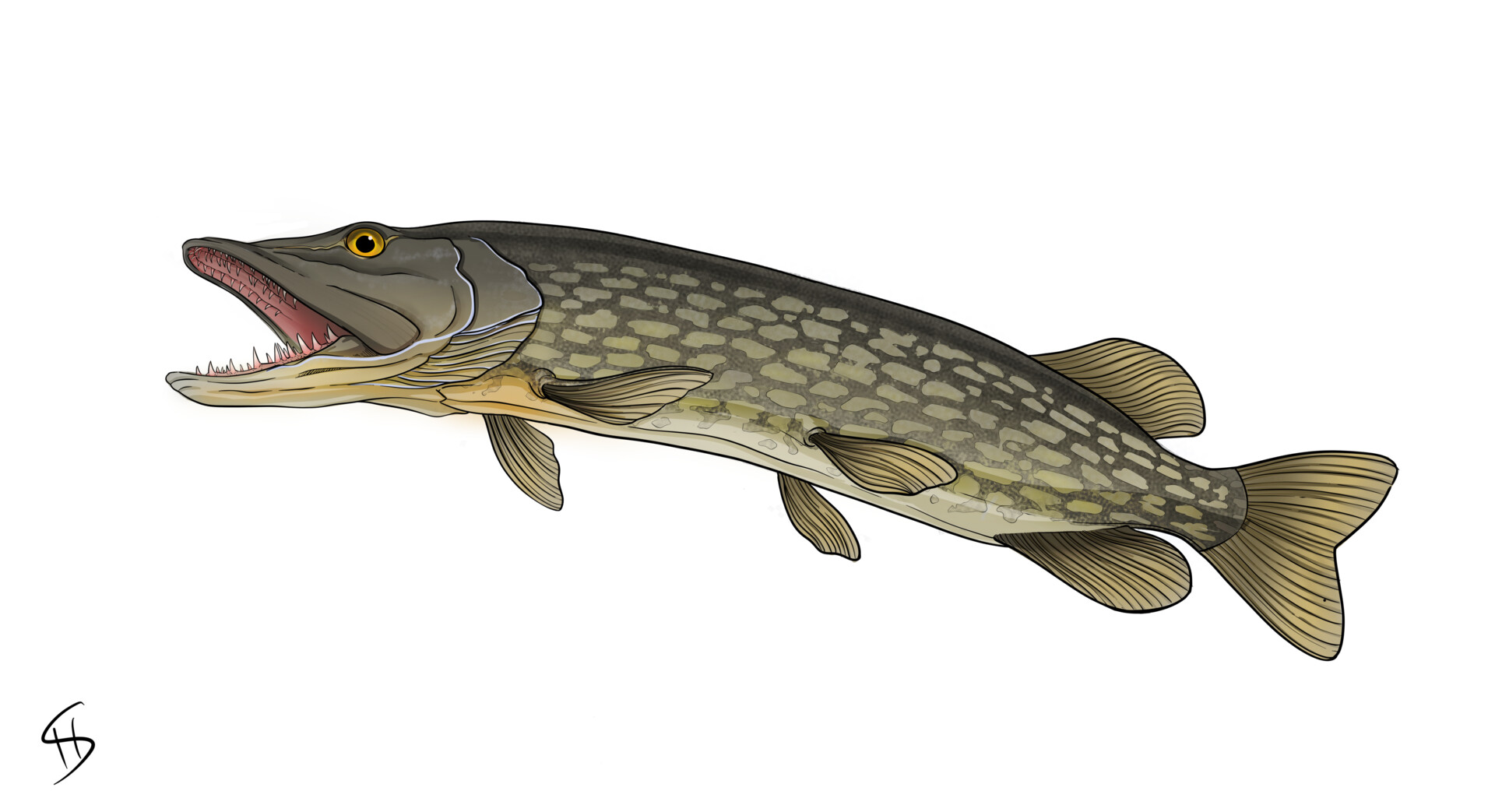 ArtStation - Northern pike