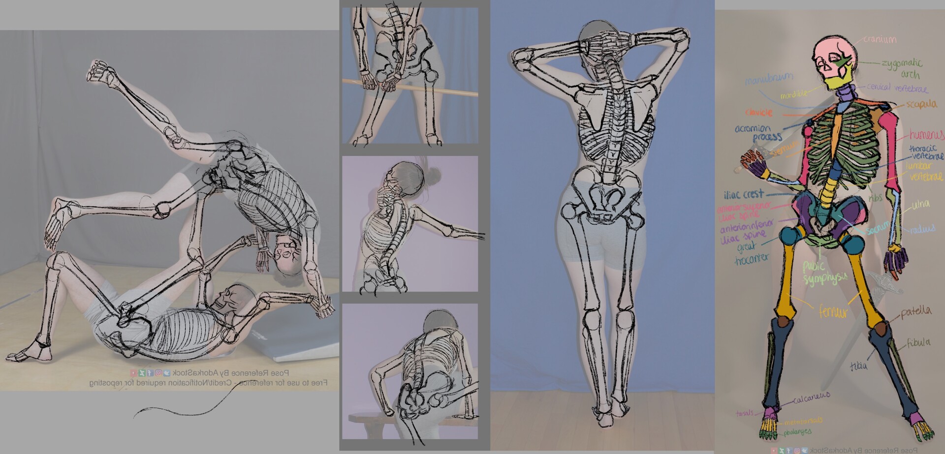 human spine drawing reference