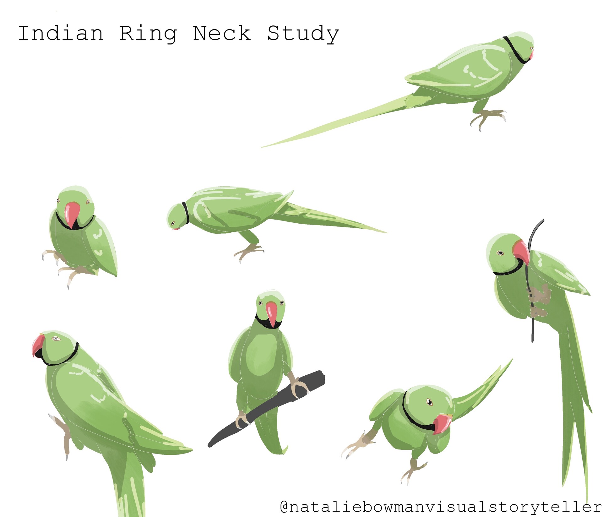 ArtStation - Indian Ring Neck Study