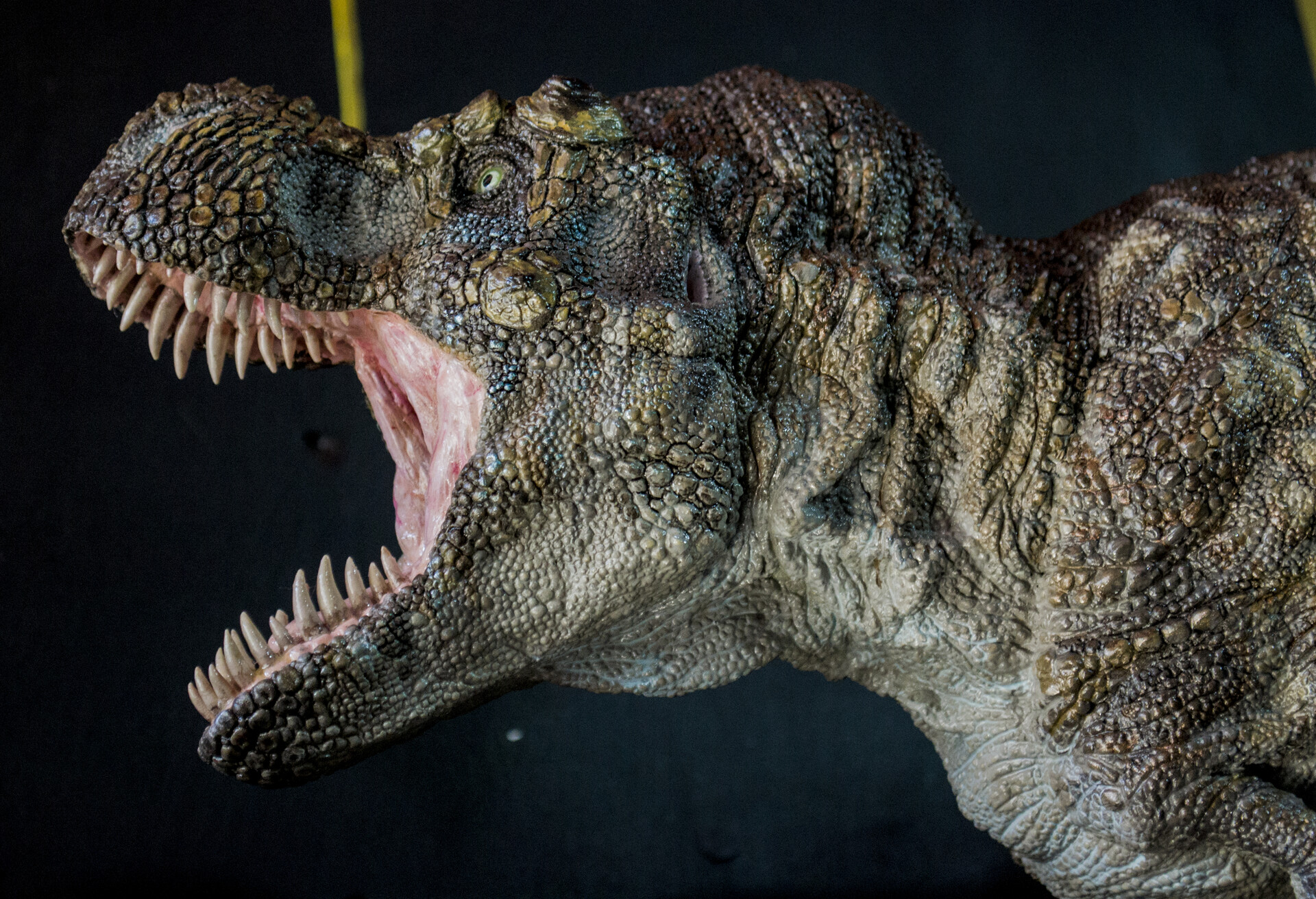 Daniel Isaac - Tyrannosaurus rex