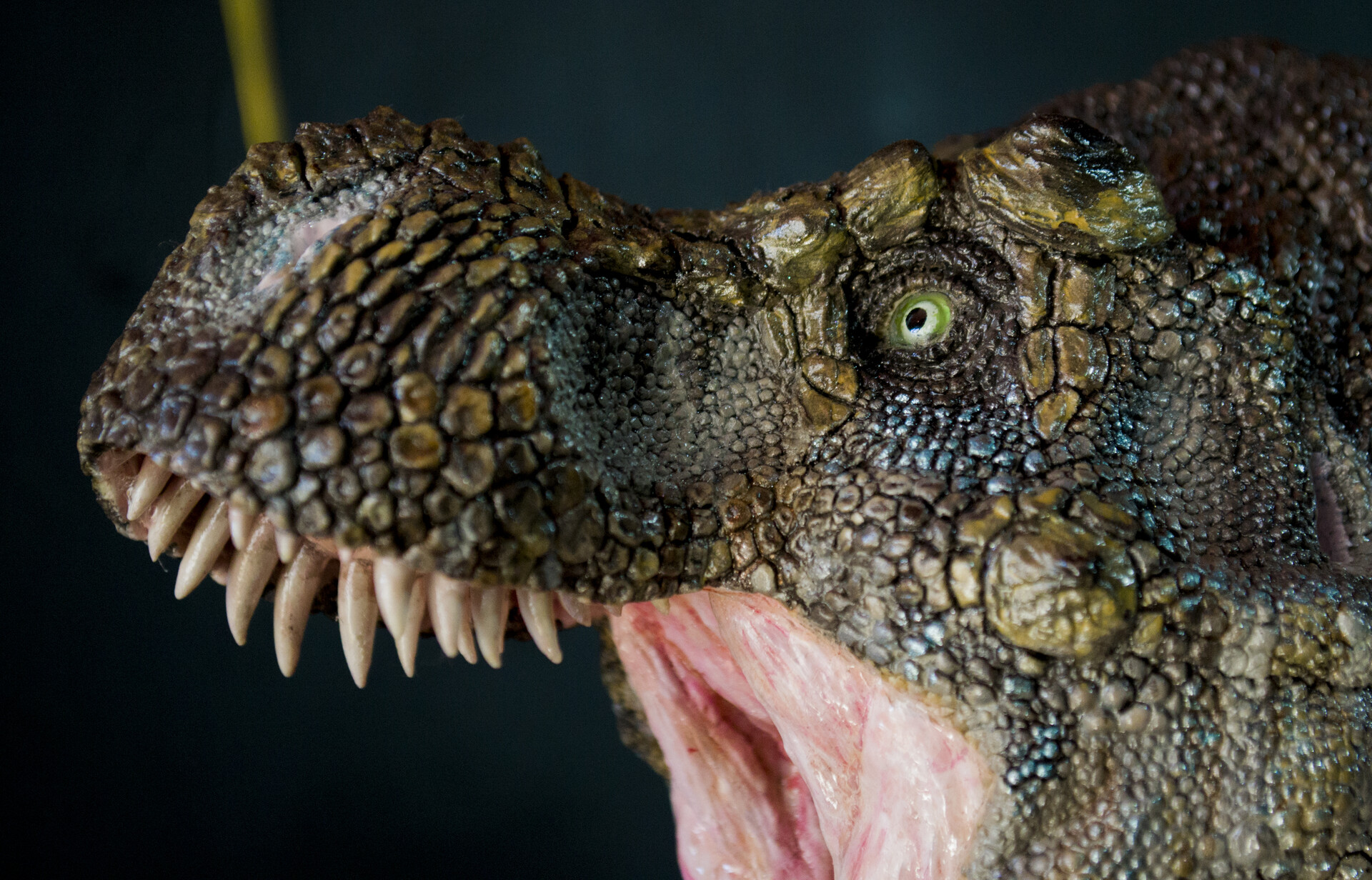 Daniel Isaac - Tyrannosaurus rex