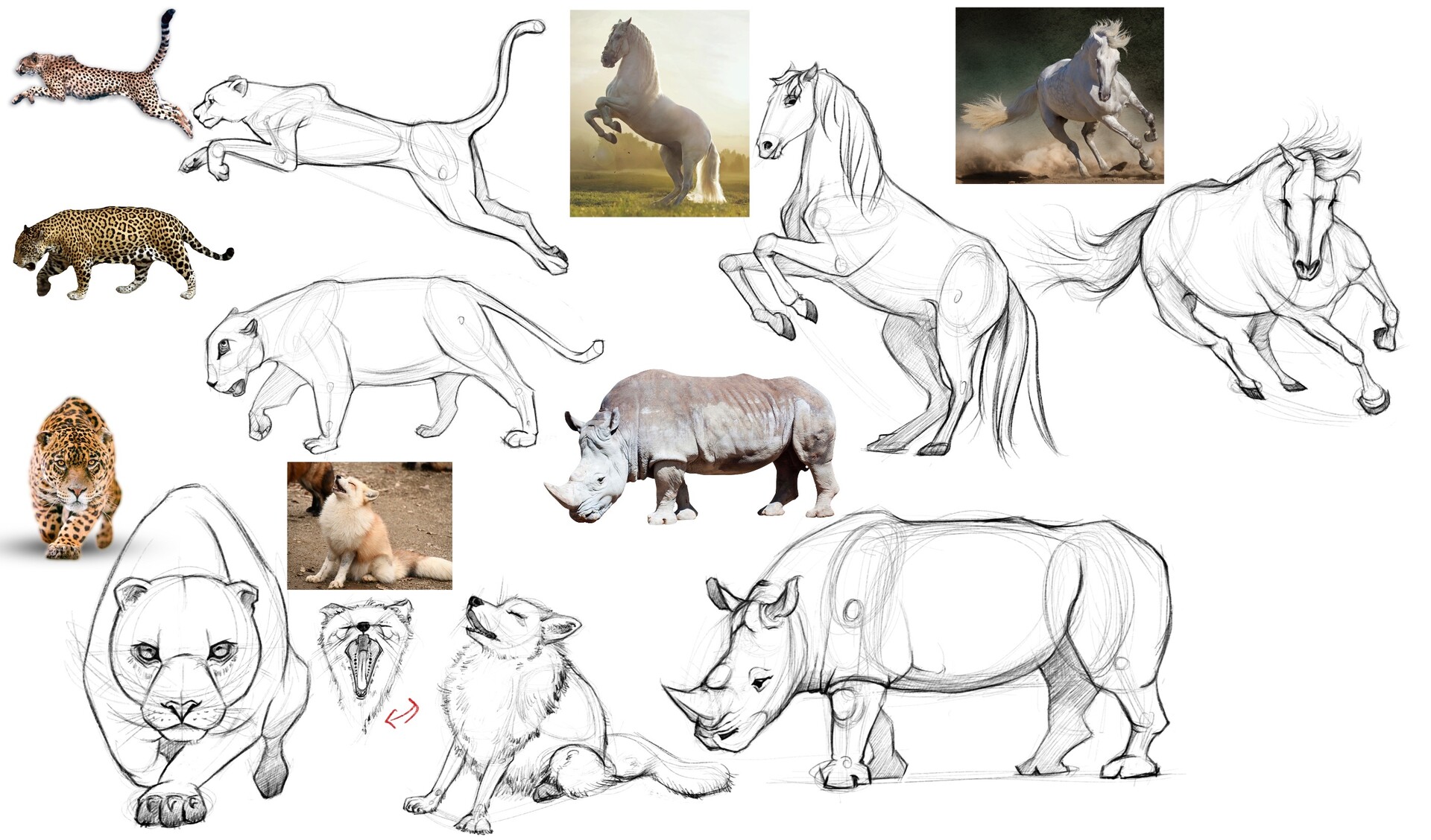 ArtStation - First animal sketch