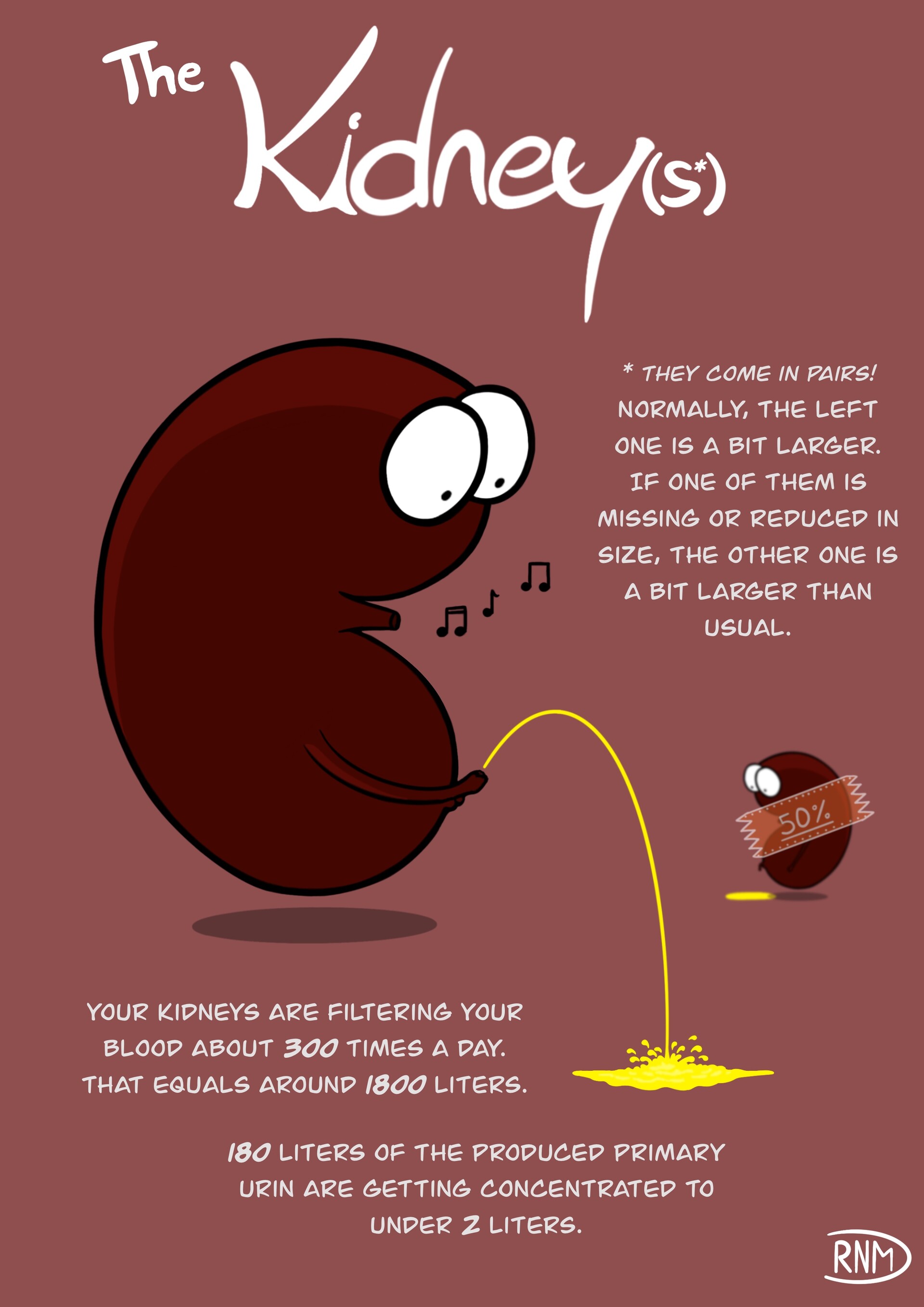 ArtStation - „Kidneys“