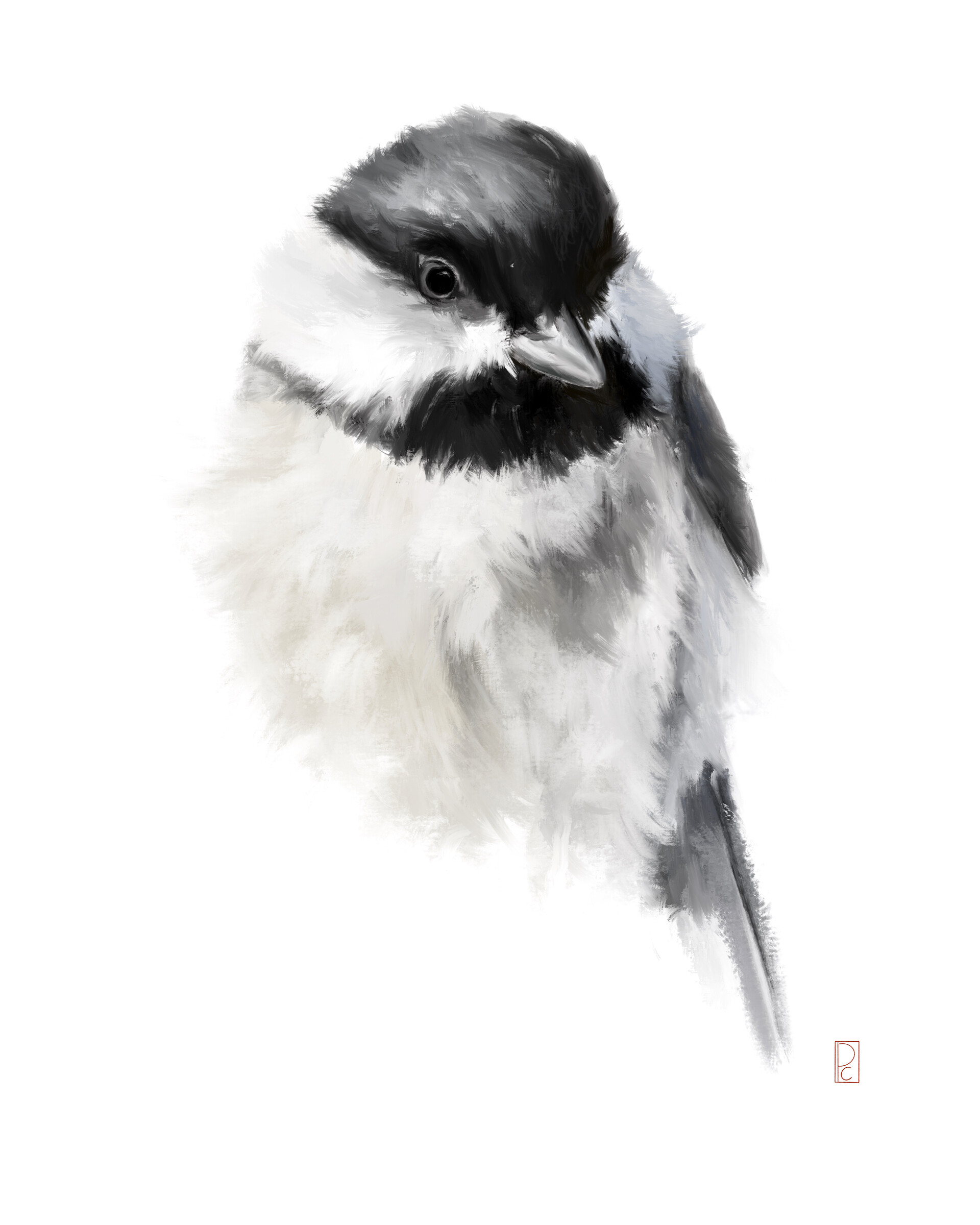 ArtStation - Black Capped Chickadee