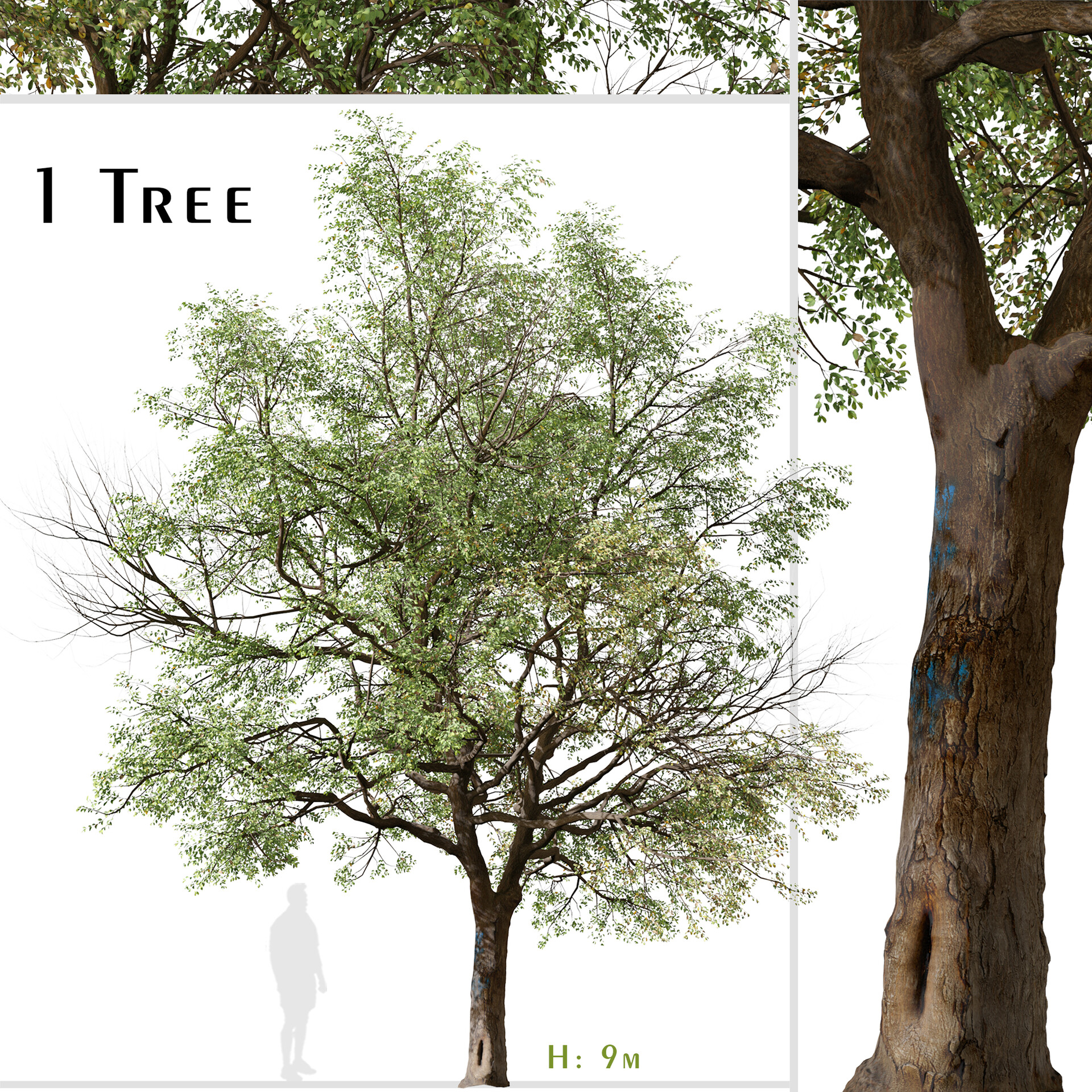 ArtStation - Quillaja saponaria Tree ( Soap bark tree )