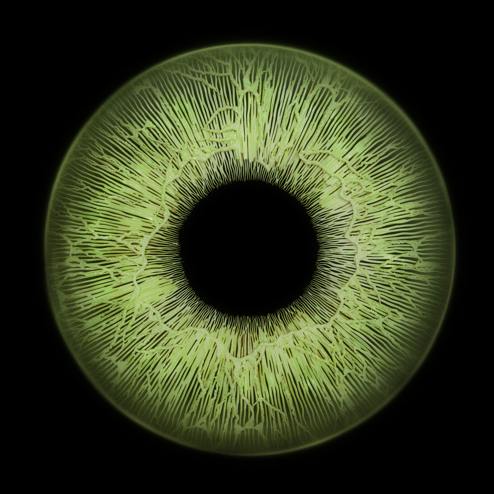 Obeida Zakzak - IRIS