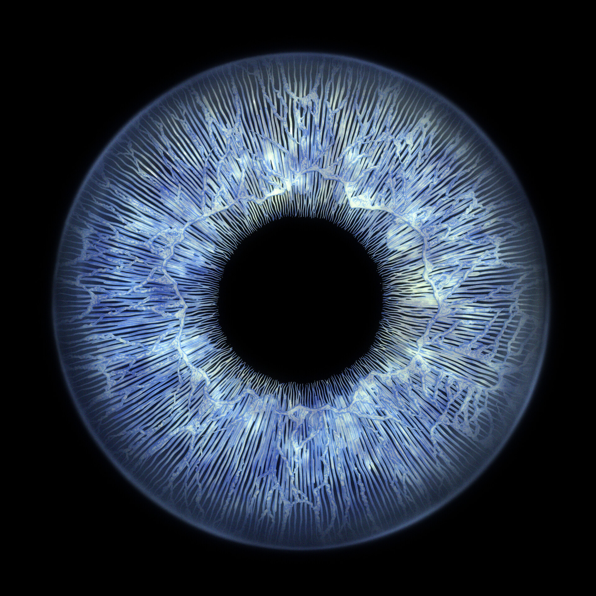 Obeida Zakzak - IRIS