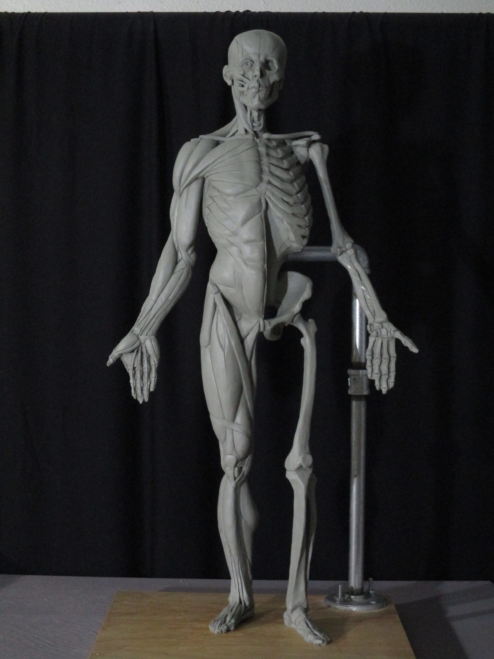 Izumi Stanley - Ecorche Study