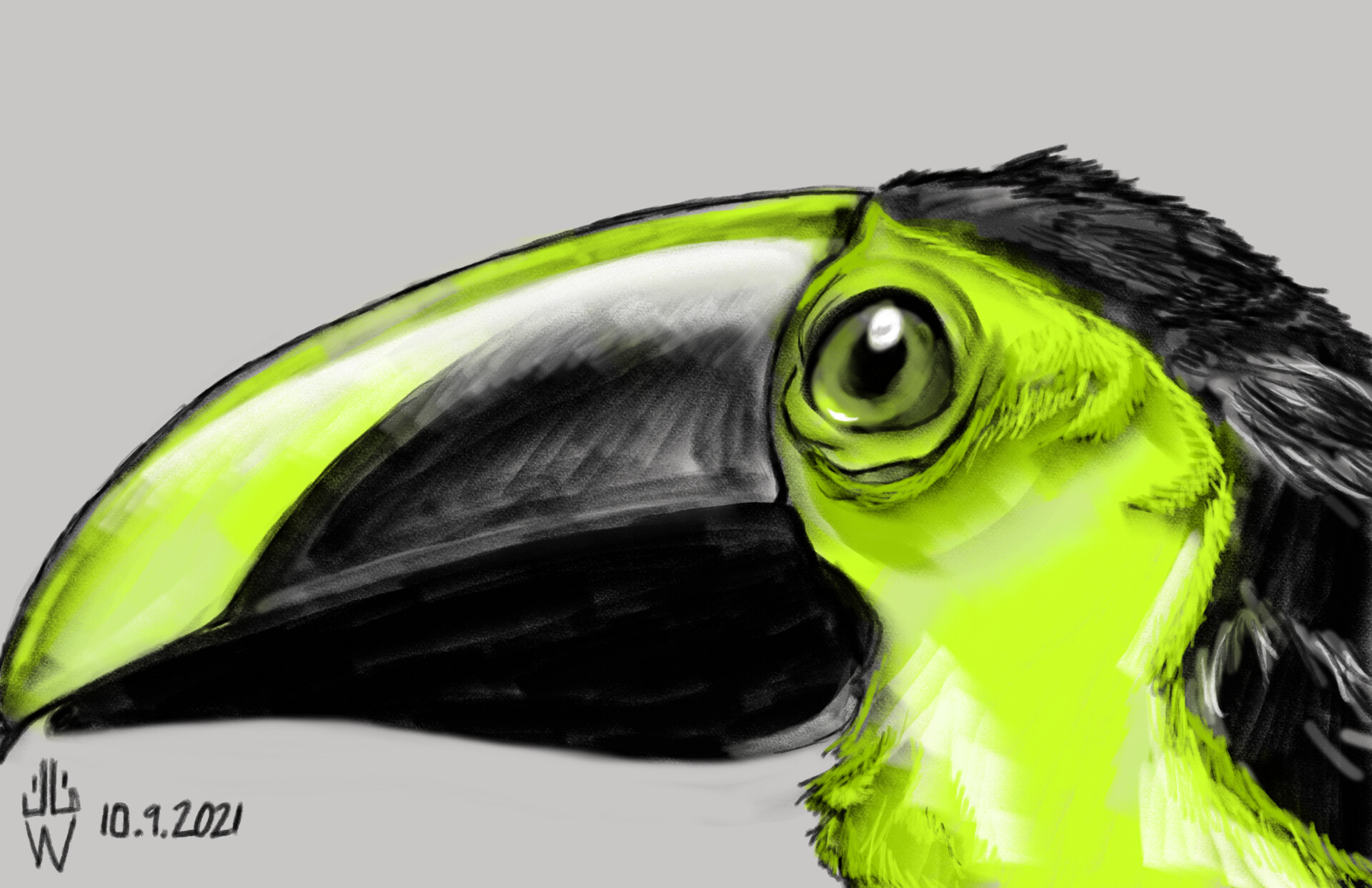 ArtStation - Toucan Dan 10.9.2021 (Original Bird Sketch/Concept)