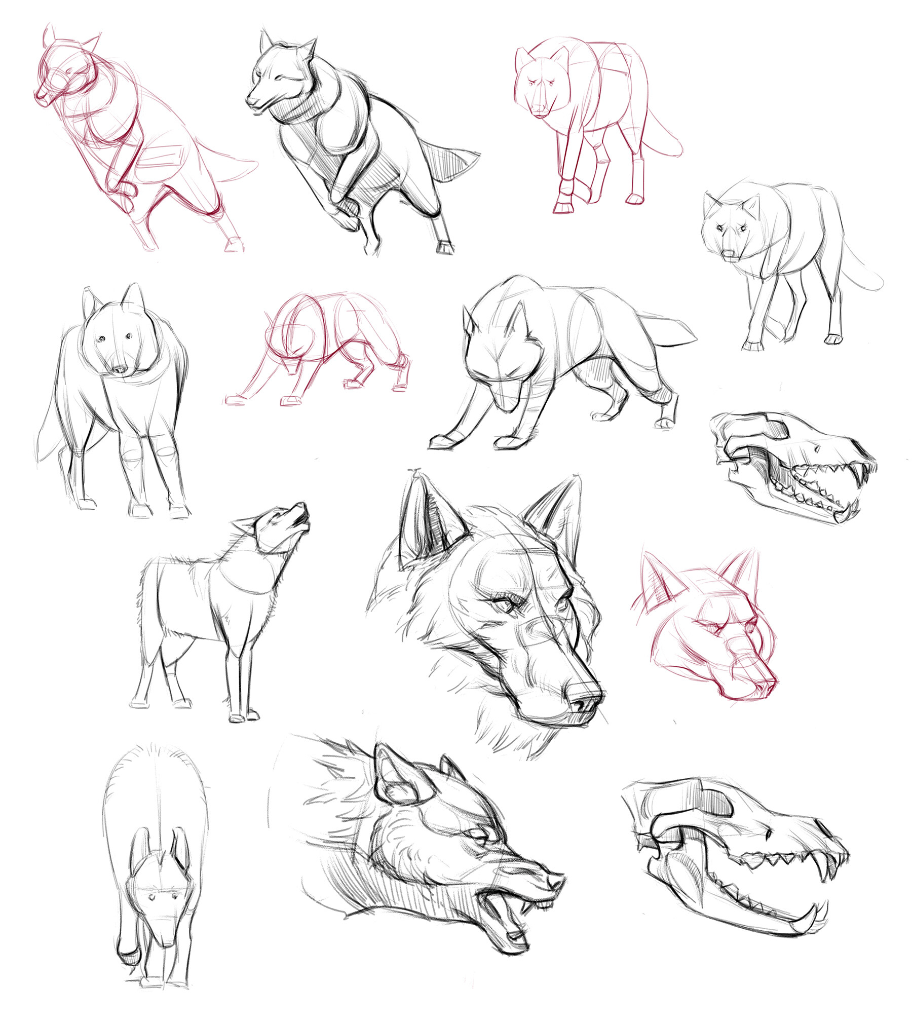 ArtStation - Wolfs studies
