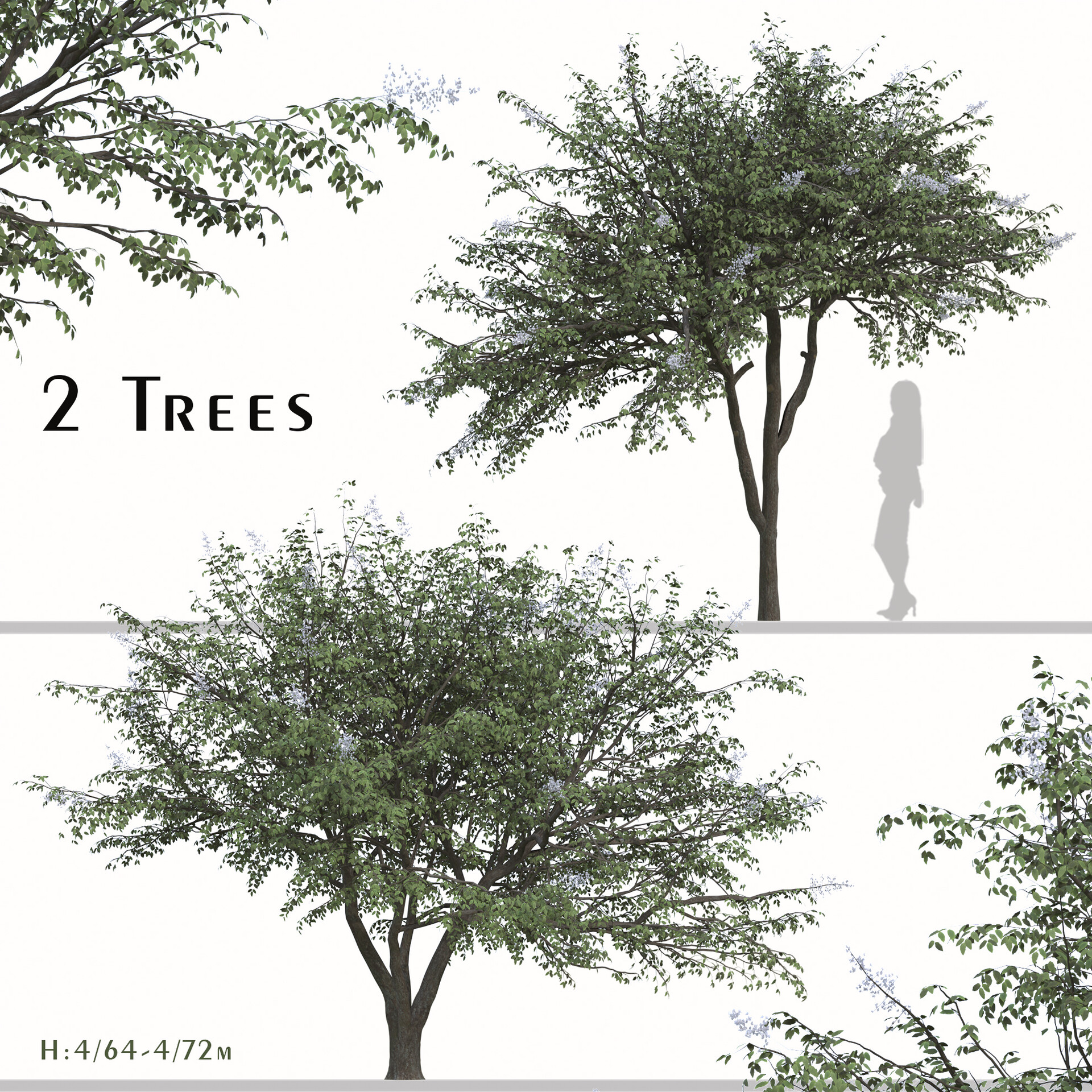 ArtStation - Set of Rhus chinensis Trees ( Chinese sumac ) ( 2 Trees )