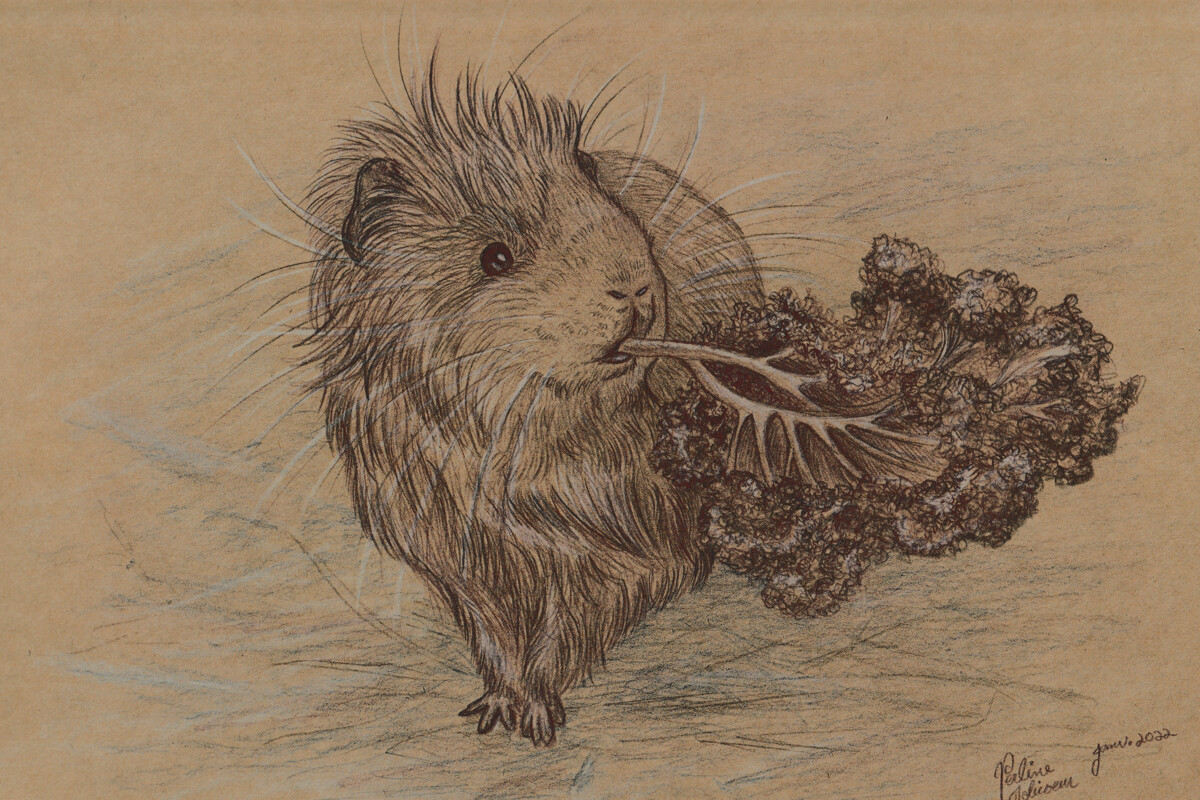 Perline Jolicoeur - Jimmy le cochon d'inde