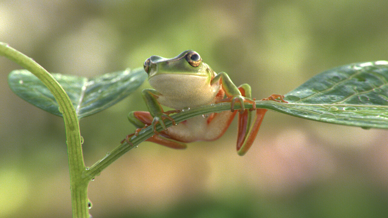 ArtStation - Leaf Green Tree Frog