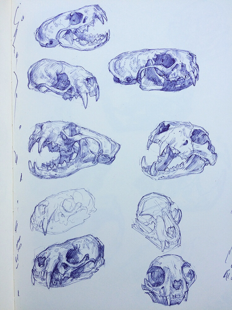 ArtStation - Animal skull studies