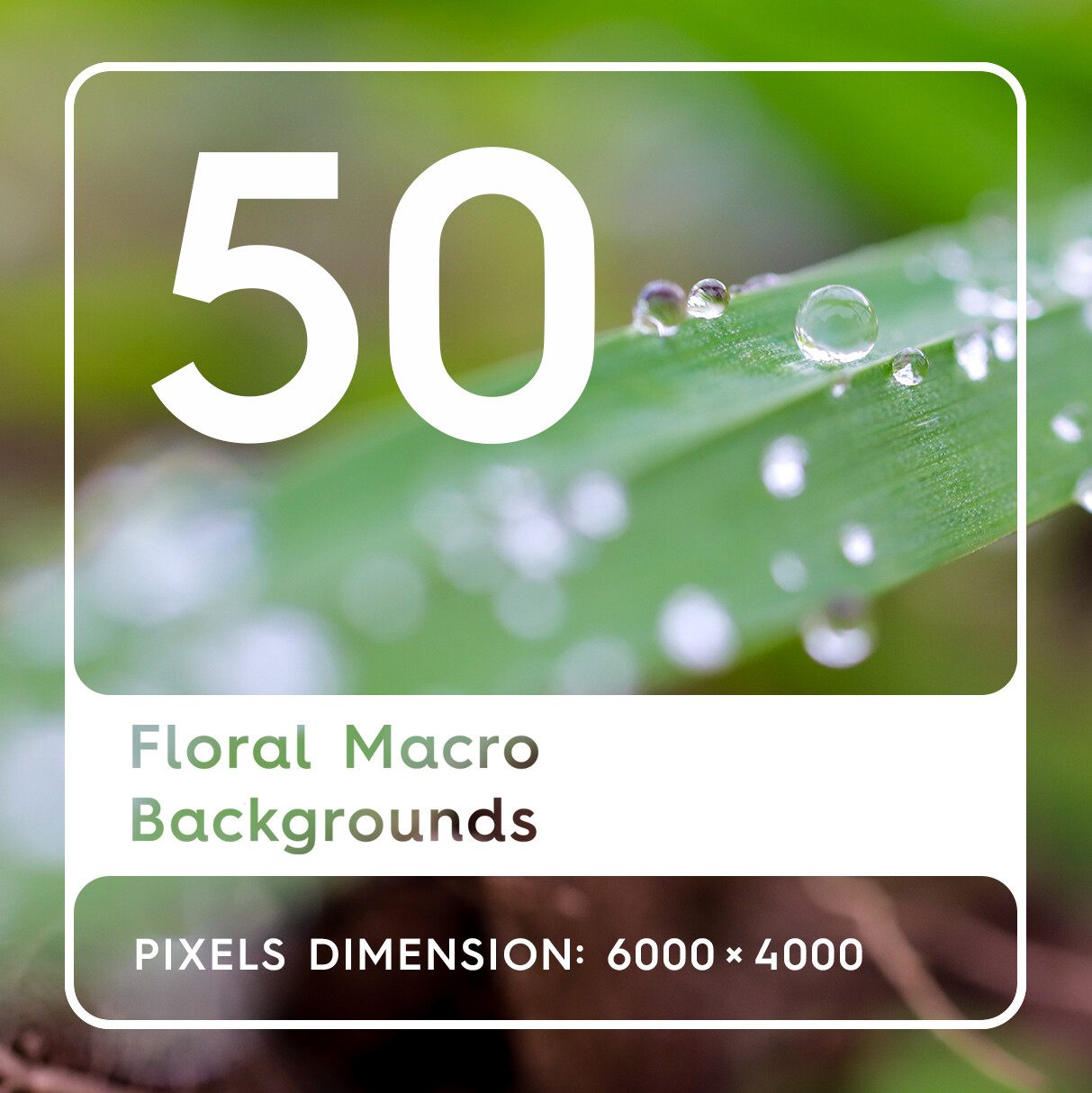ArtStation - 50 Floral Macro Backgrounds