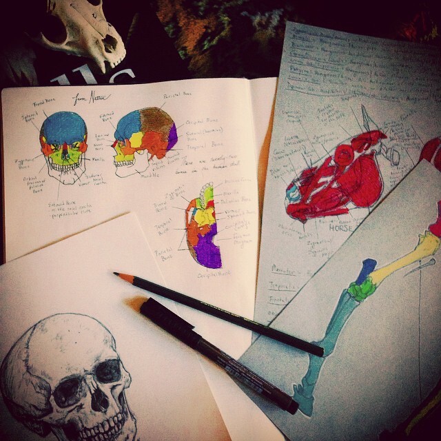 Jonathan Sabella - Anatomy Sketchbook and Medical Art