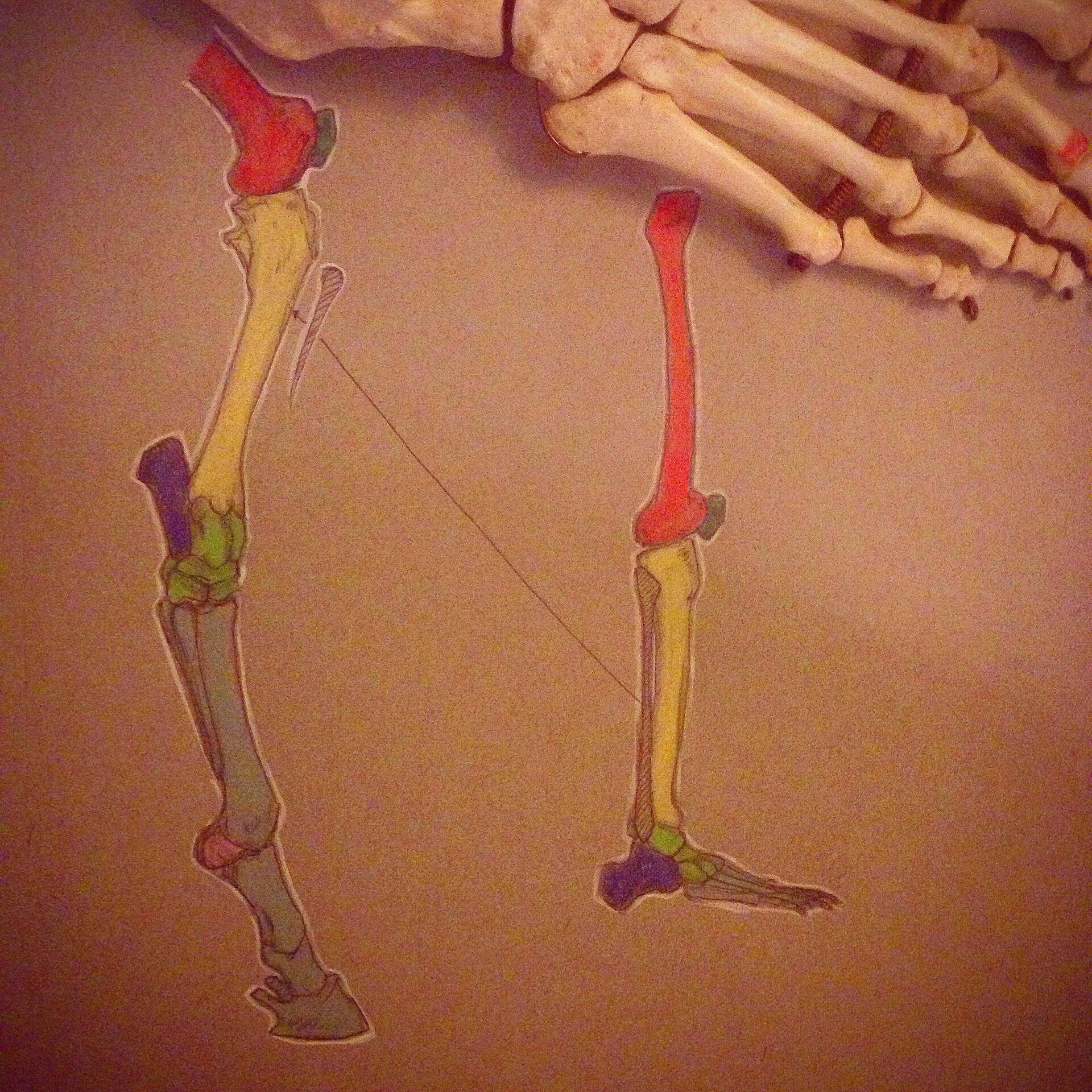 Jonathan Sabella - Anatomy Sketchbook and Medical Art