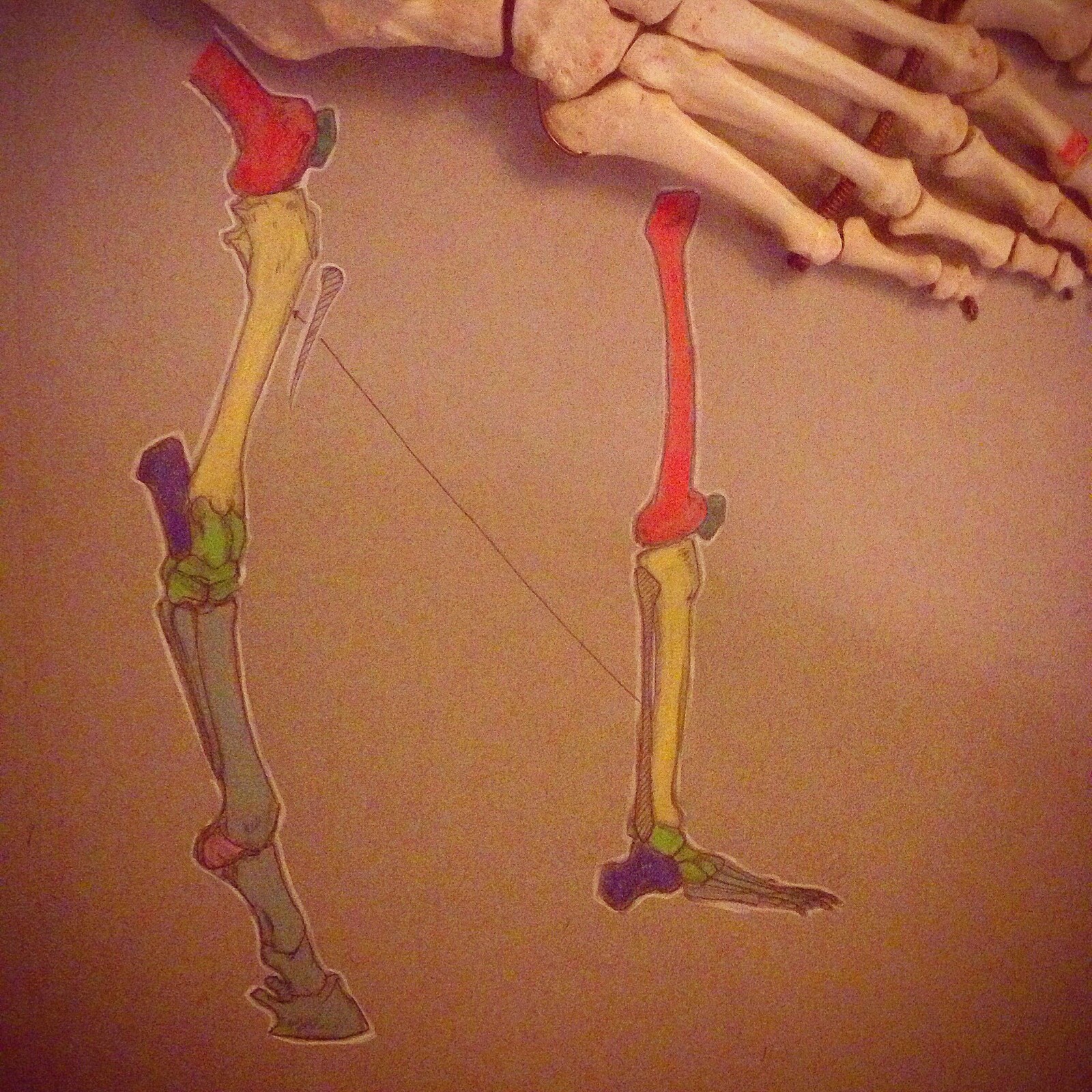 Jonathan Sabella - Anatomy Sketchbook and Medical Art