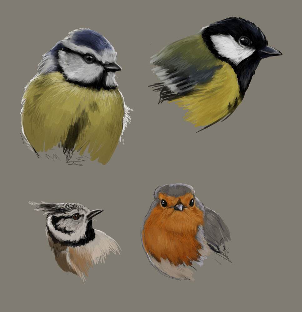 ArtStation - Bird studies