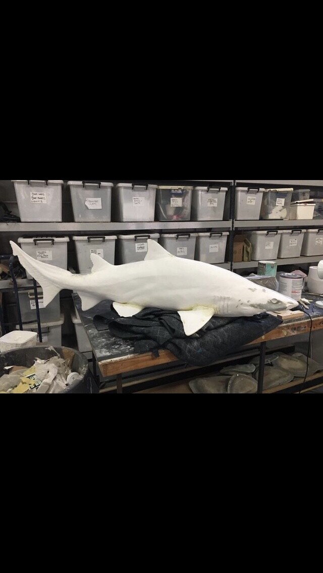 Alex Hickman - The Australian Museum-Grey Nurse Shark