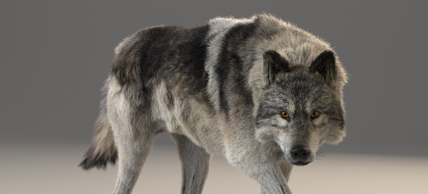 ArtStation - Realistic Wolf