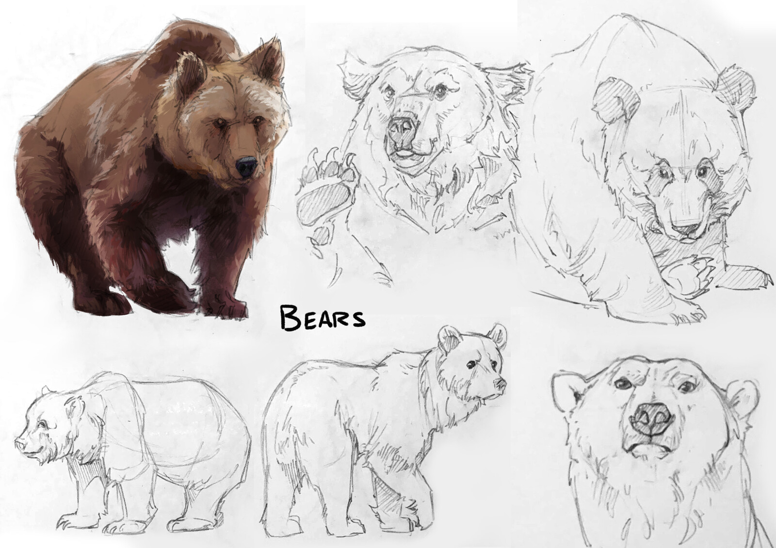 Bekah Chew - Animal Locomotion Sketchbook