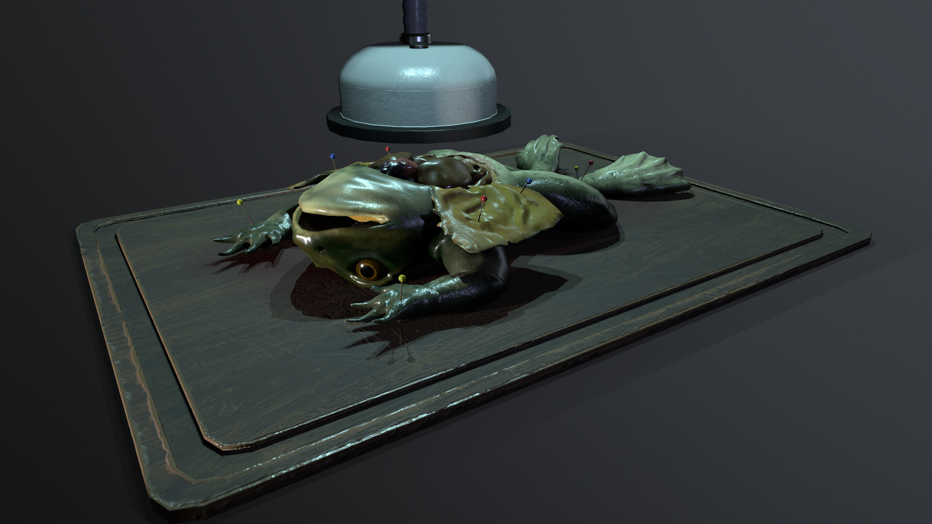 ArtStation - Dissected Frog