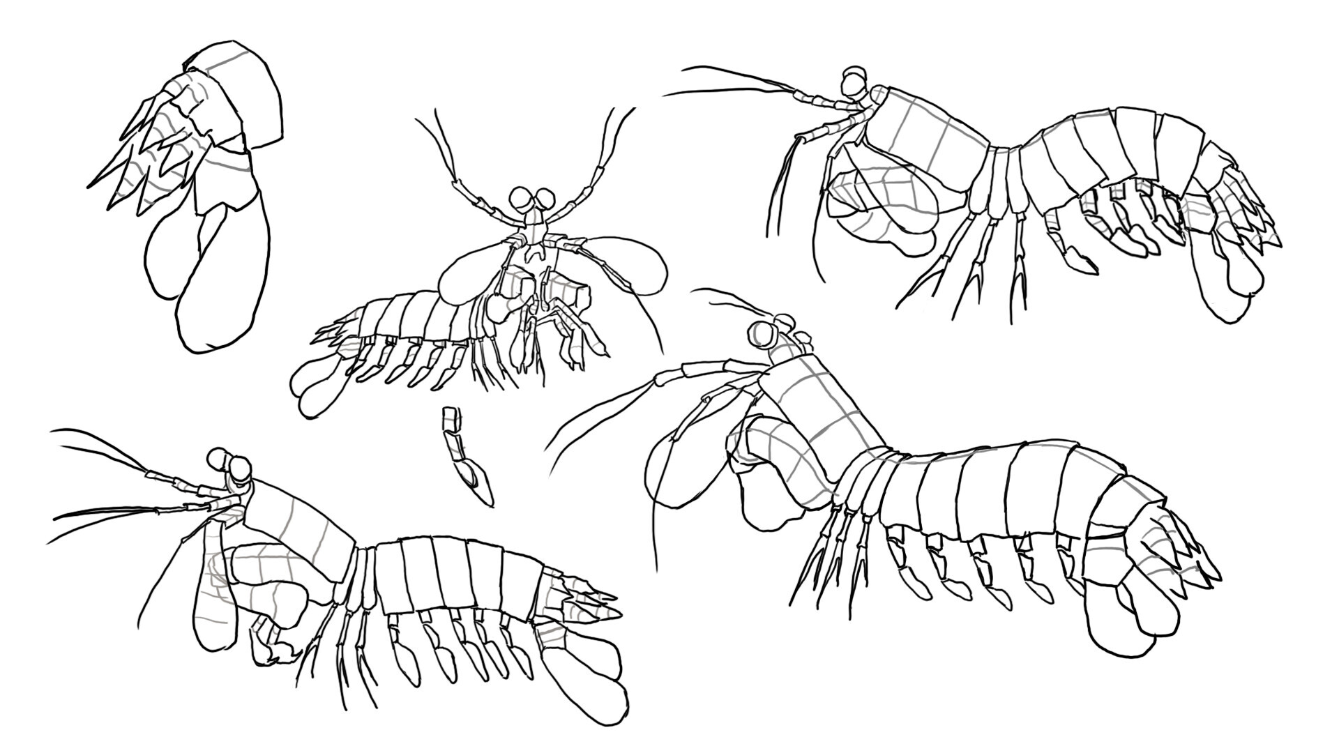 peacock mantis shrimp coloring page