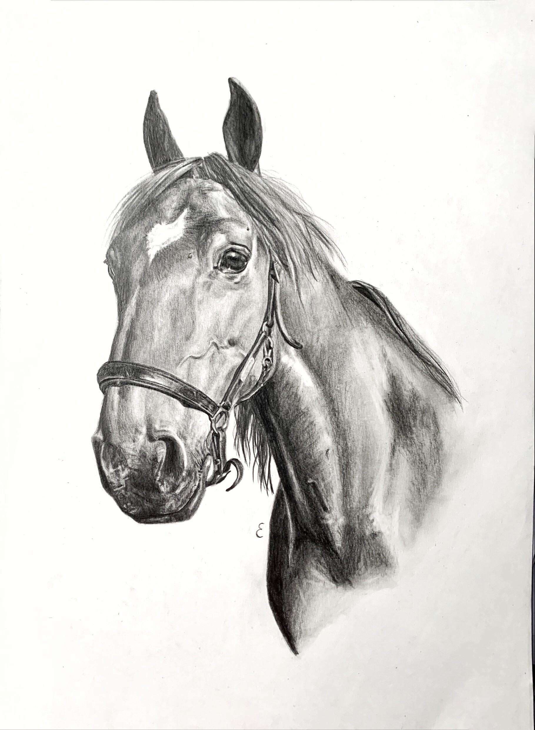 ArtStation - Horse portrait