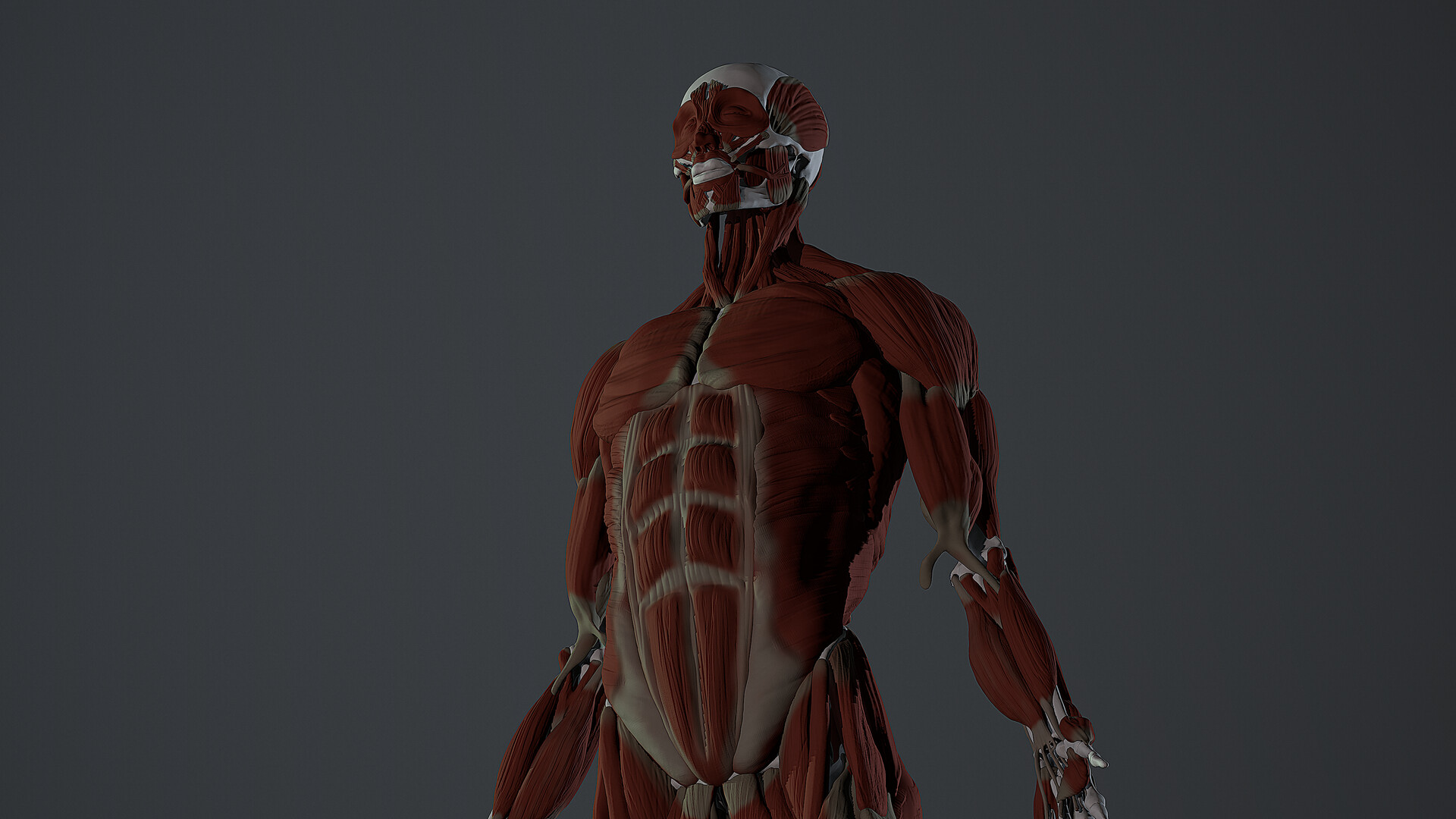 ArtStation - Anatomy Male Ecorche