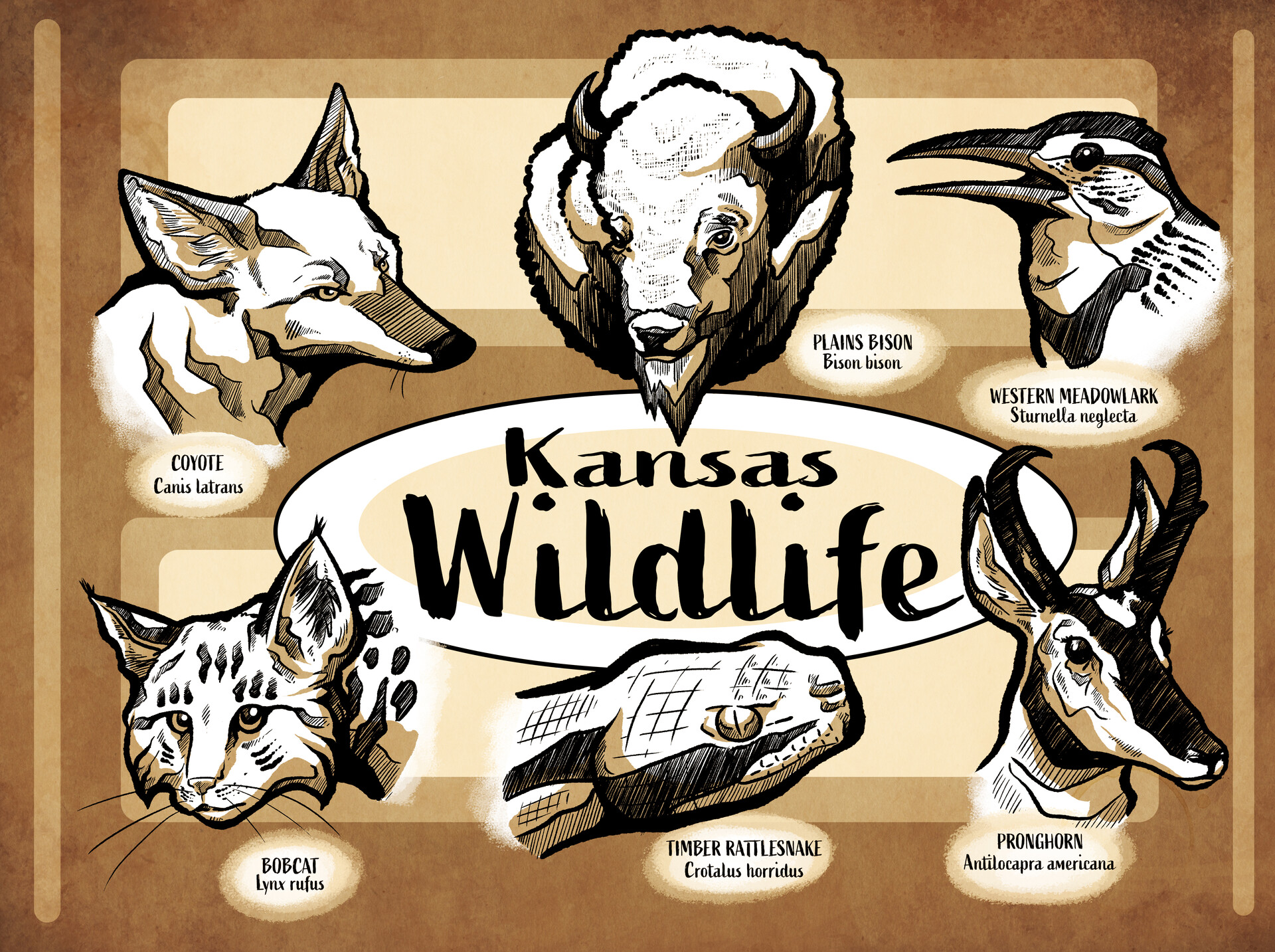 ArtStation - Kansas Wildlife
