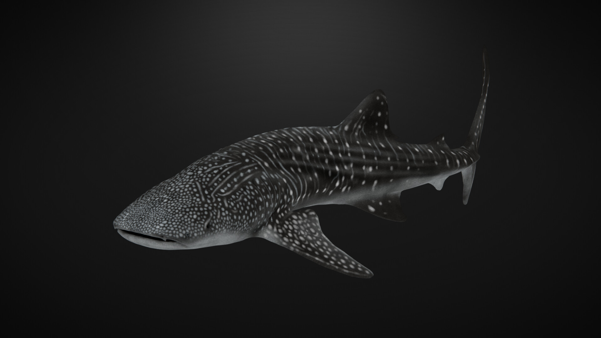 Oakyere - Whale Shark