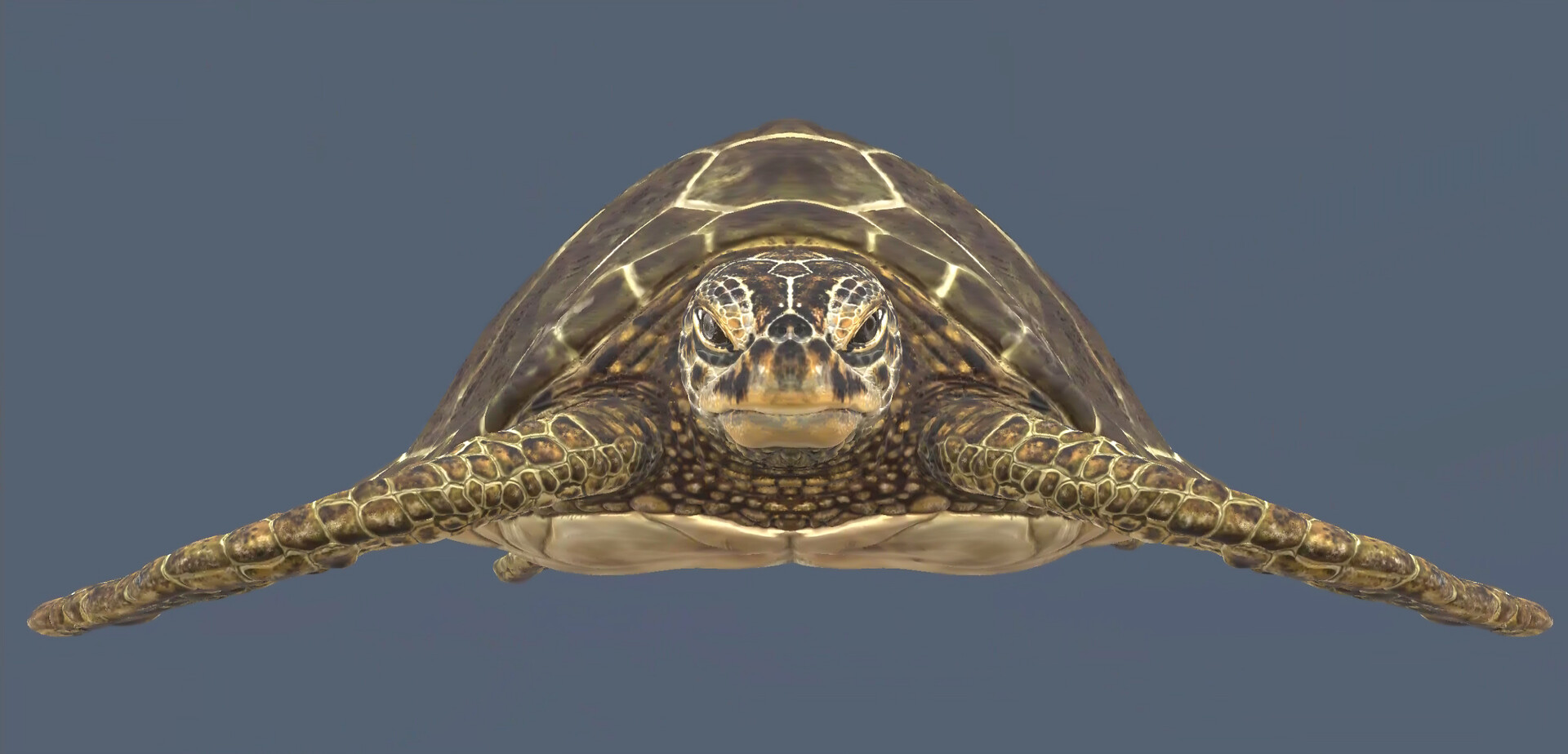 ArtStation - 3D Turtle