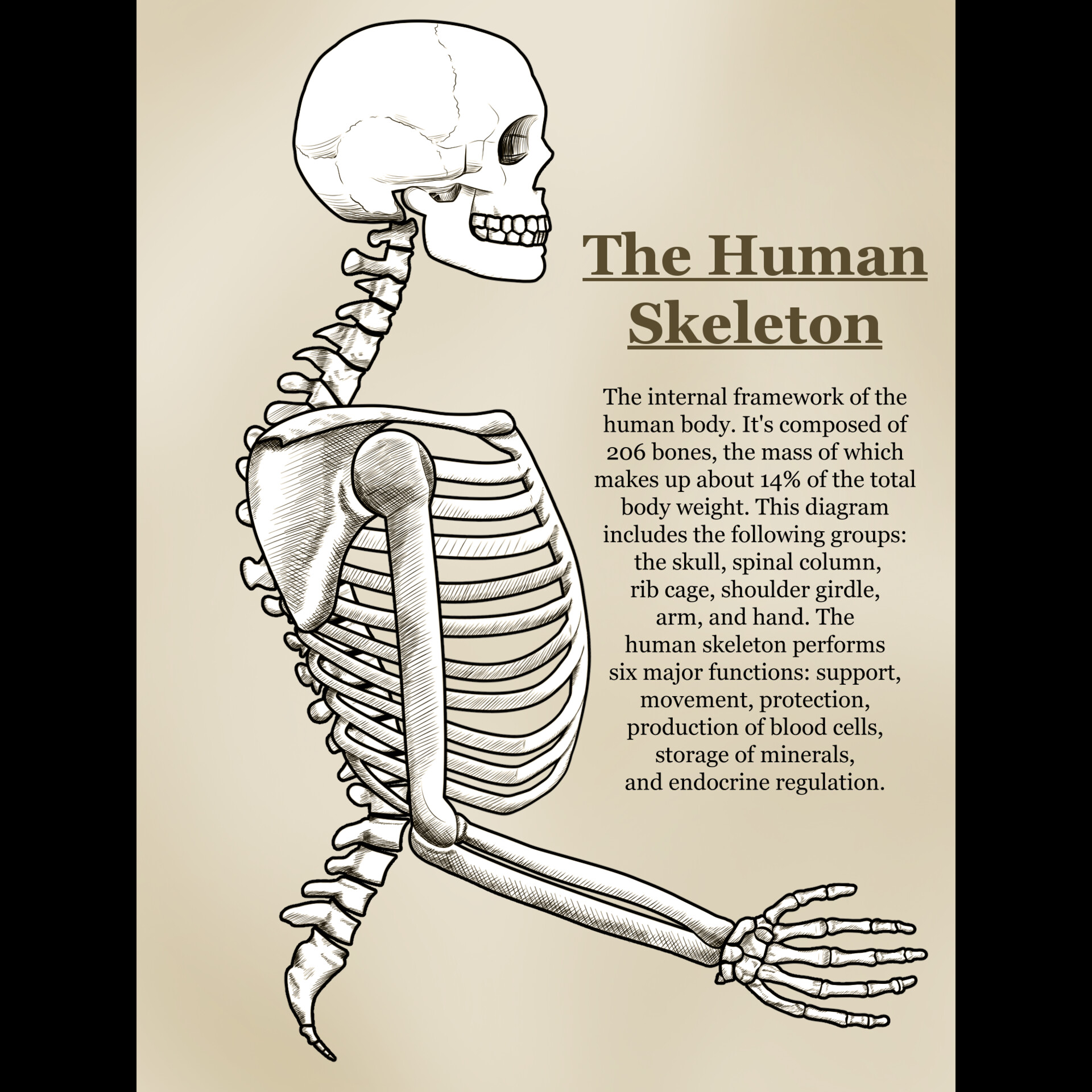 human skeleton profile