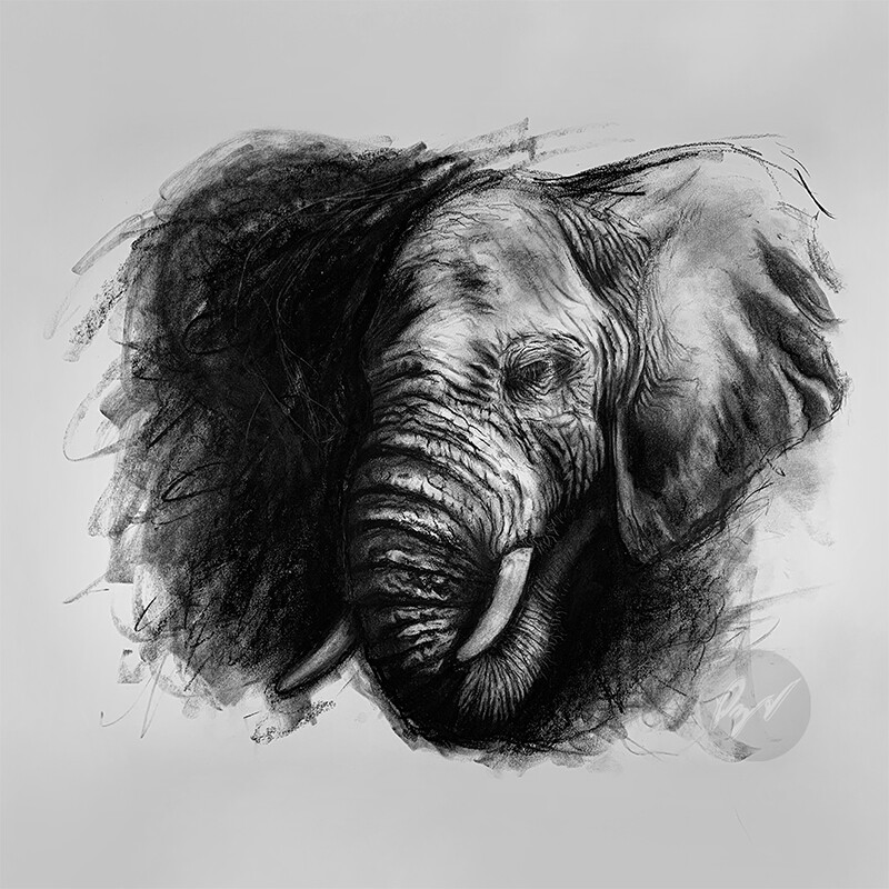 how to draw a dead elephant