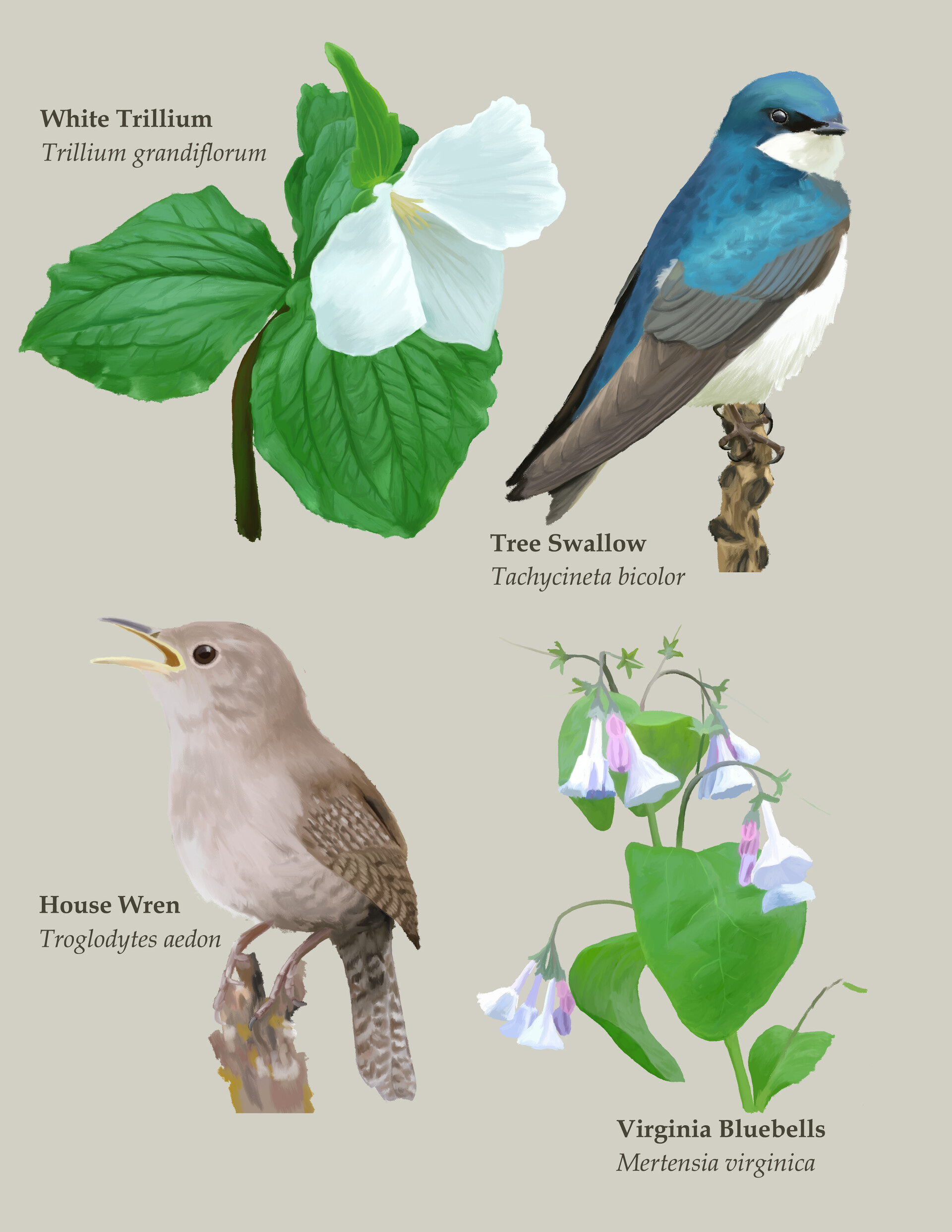 ArtStation - Field Guide Page